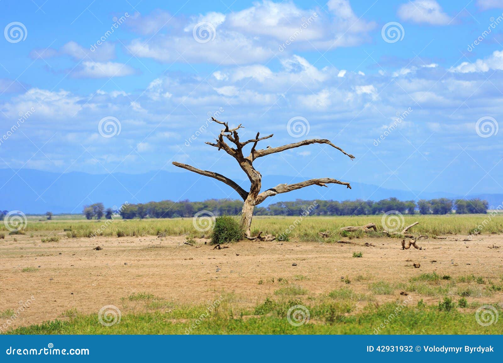 Savannah foto de stock. Imagem de intocada, paisagem - 42931932