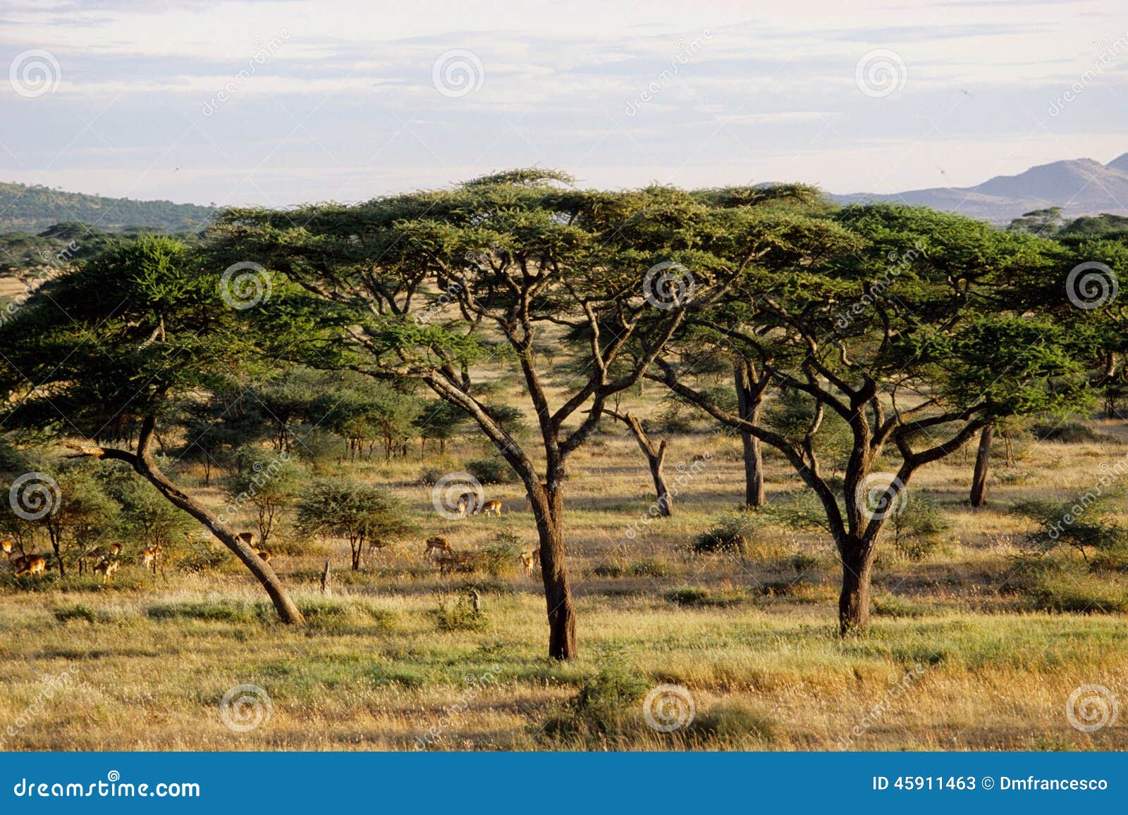 Savannah with animals stock image. Image of park, afric - 45911463