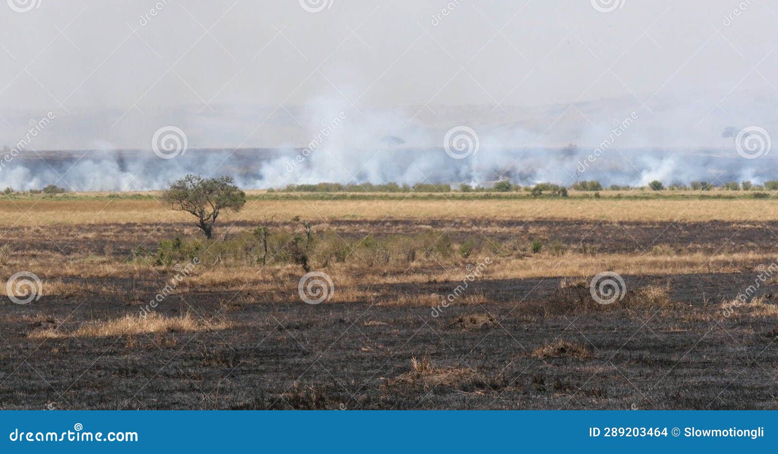 Savannah Fire, Masai Mara Park Kenya Stock Photo - Image of savannah ...