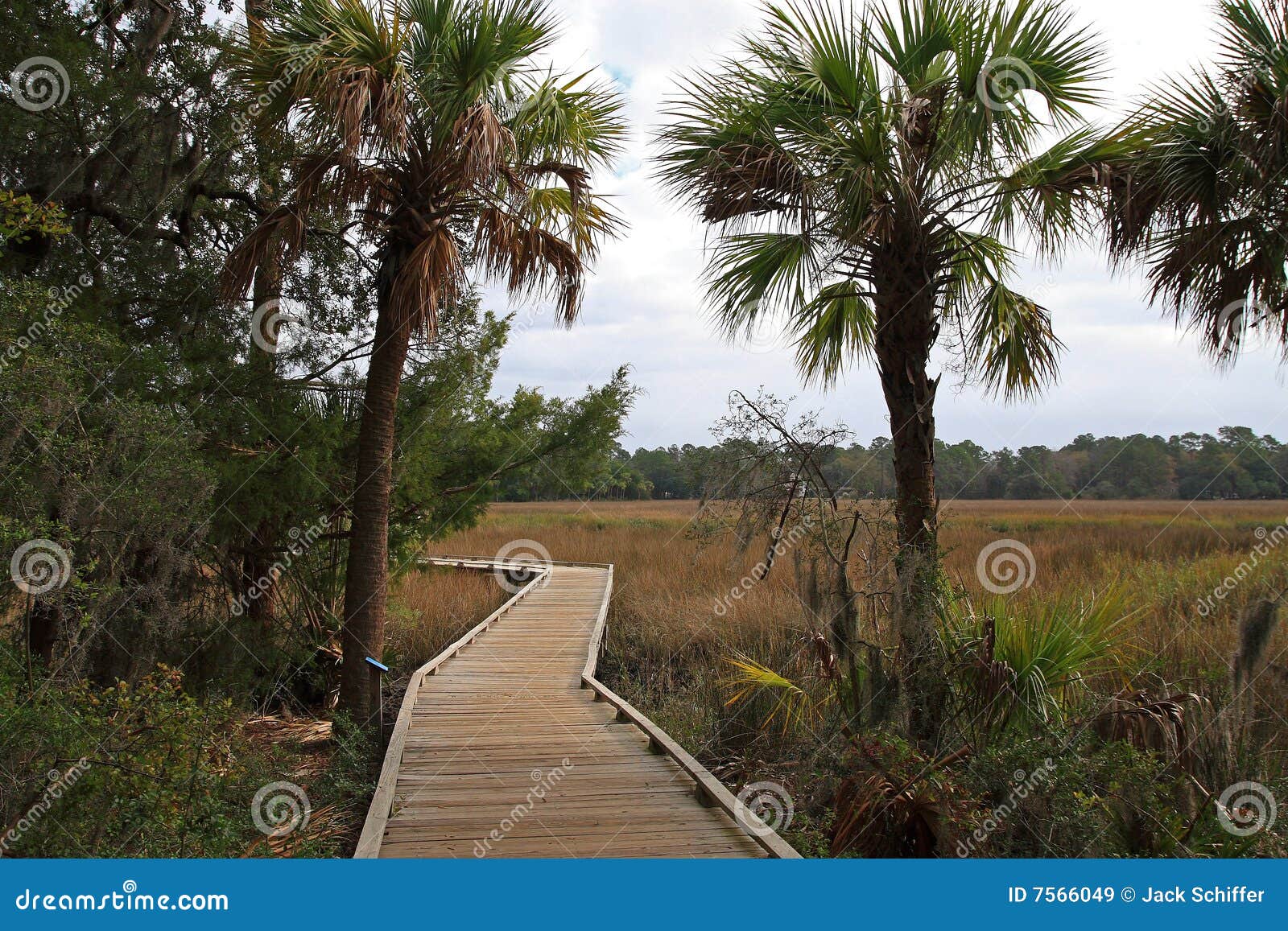 Savannah Georgia Marsh stock image. Image of grass, savannah - 7566049
