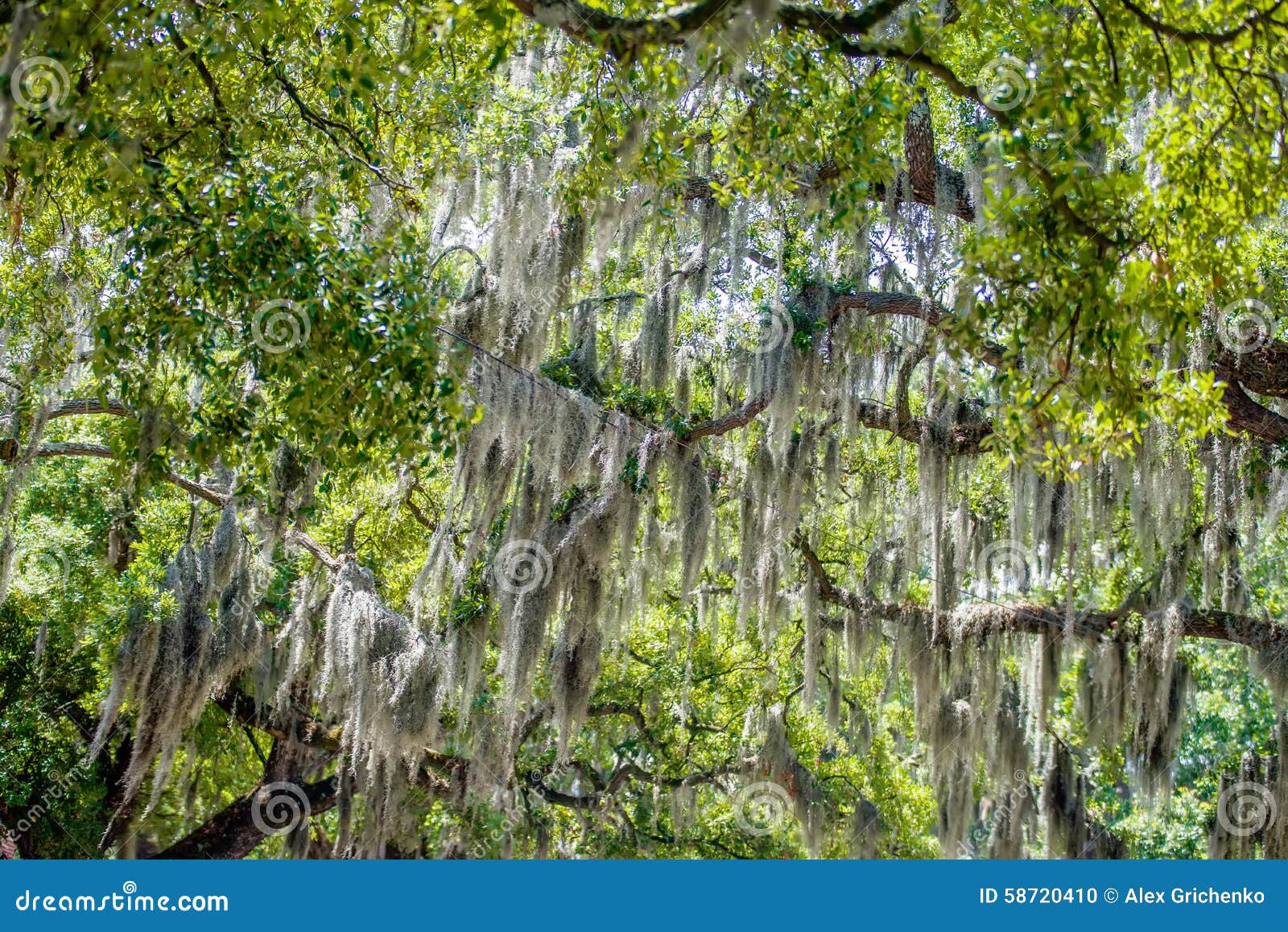 Savannah Georgia Oak Tree Lined Streets Stock Photo - Image of drive ...
