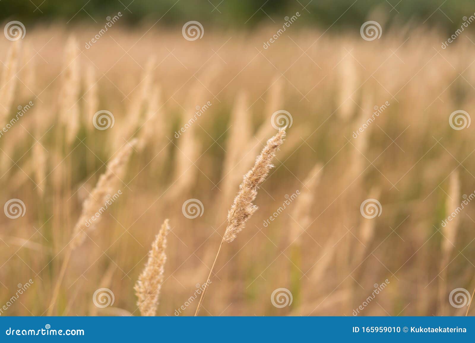 Savannah Grass Field in Sun Backlight,Twinkle with Sunlight at Noon ...