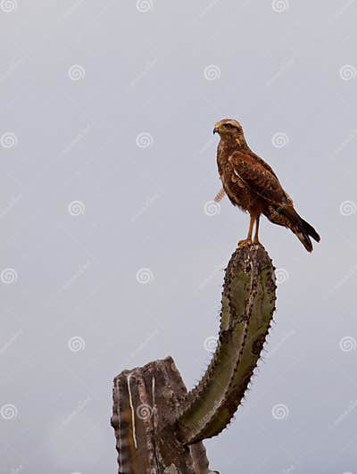 Savannah Hawk on Cactus Plant Stock Image - Image of magnificent, hawk ...