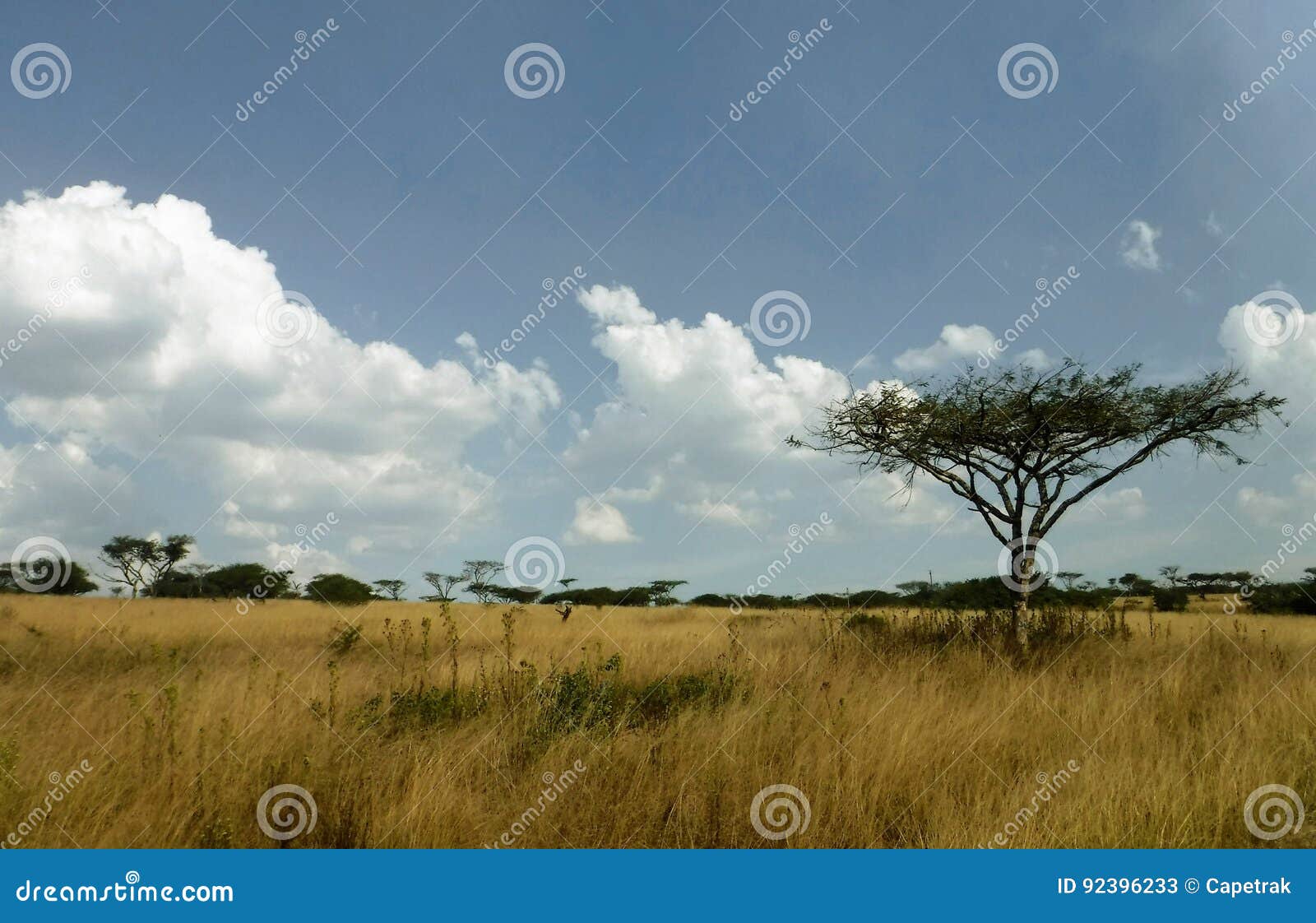 Savannah landscape stock image. Image of thickets, skies - 92396233