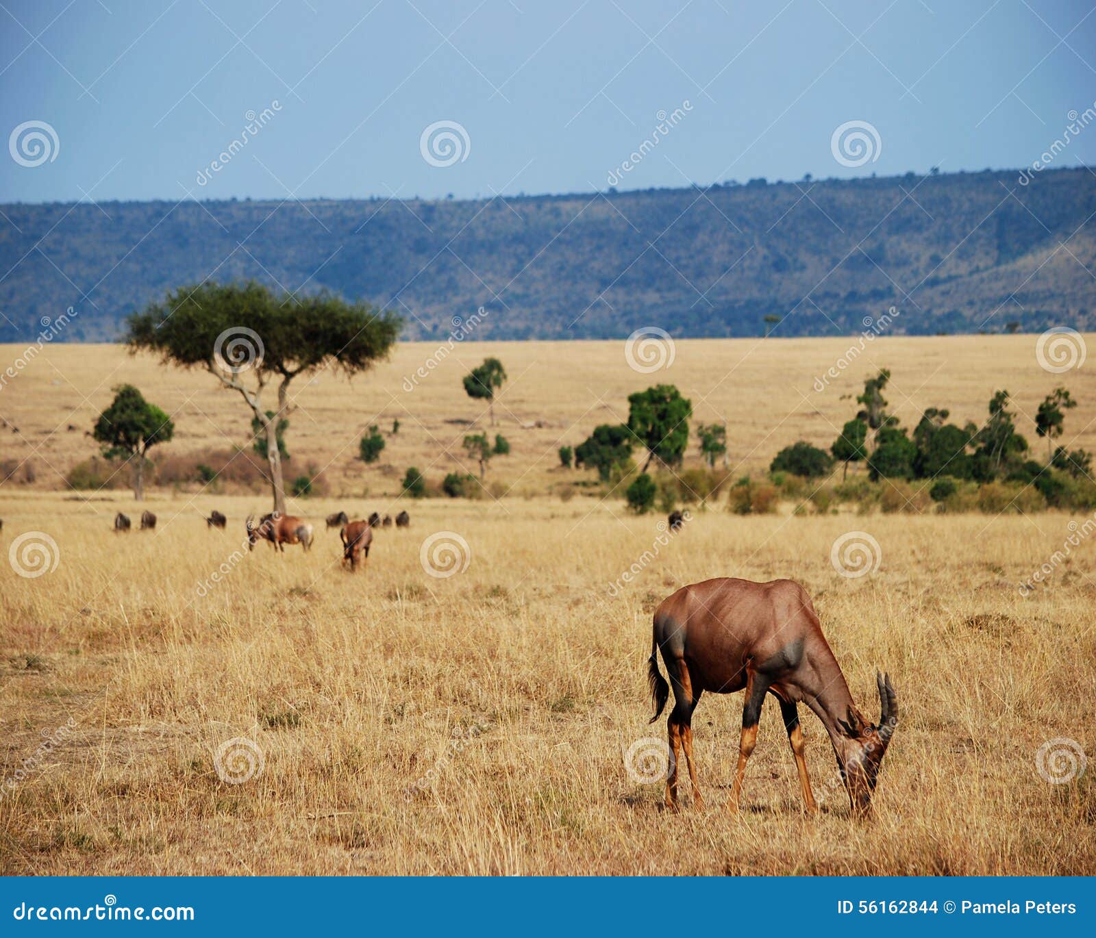 Savannah Landscape stock photo. Image of protect, landscape - 56162844