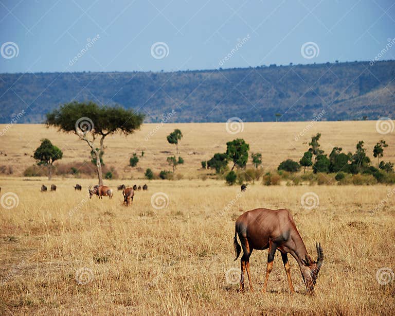 Savannah Landscape stock photo. Image of protect, landscape - 56162844