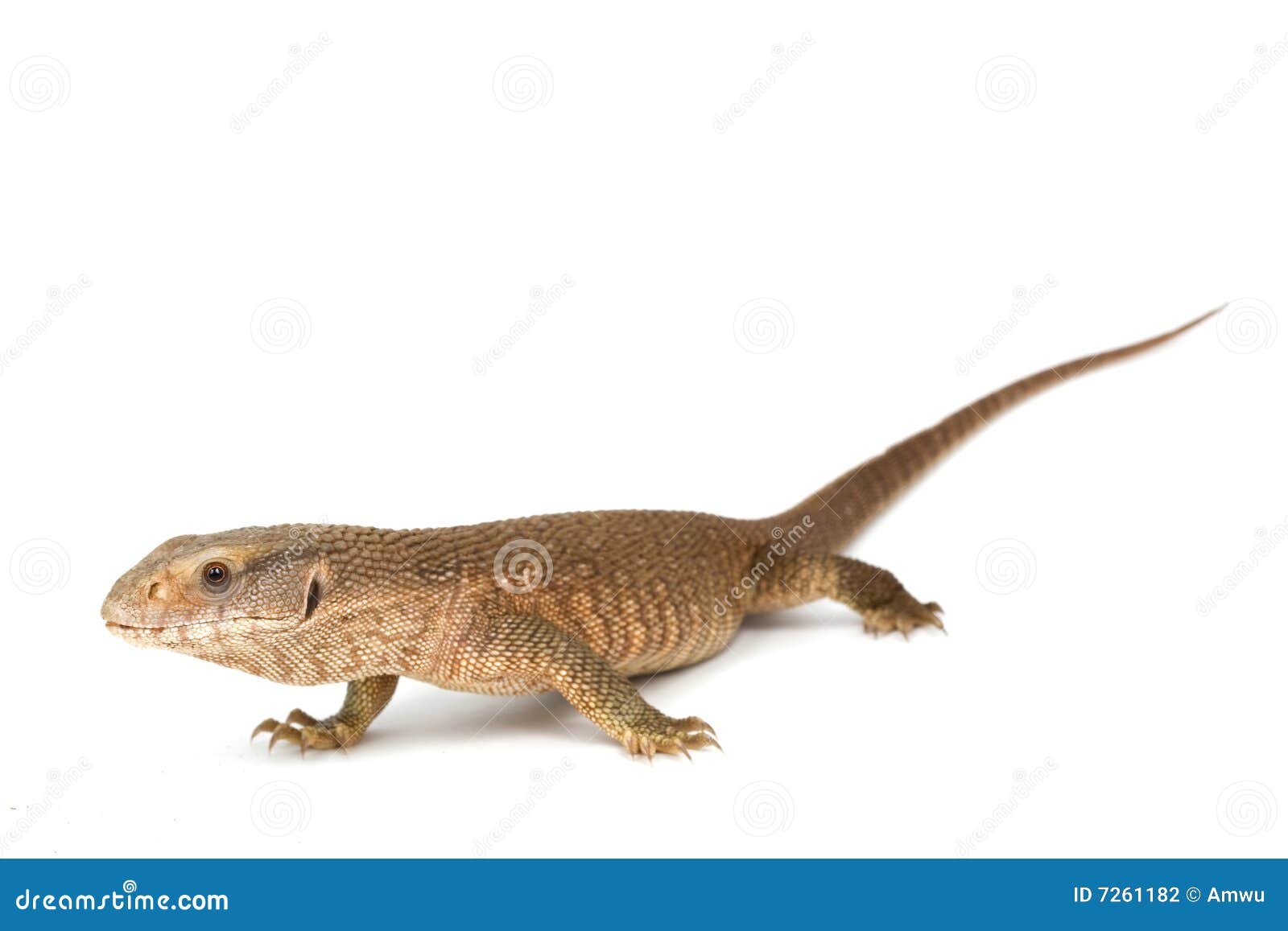 Monitor Lizard Or Bengal Monitor Or Common Indian Monitor Or Varanus ...