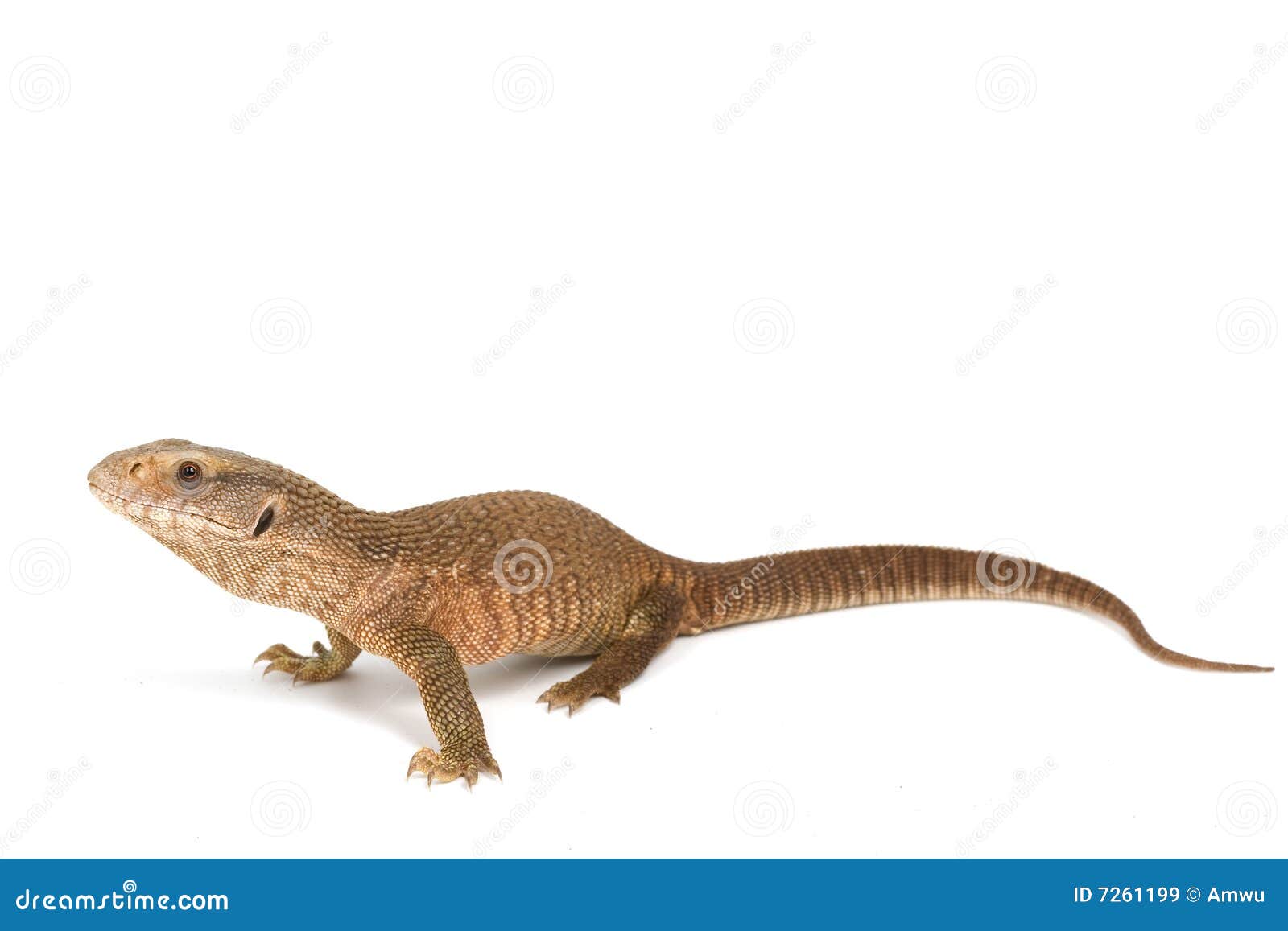 Savannah Monitor Lizard stock image. Image of tail, beauty - 7261199