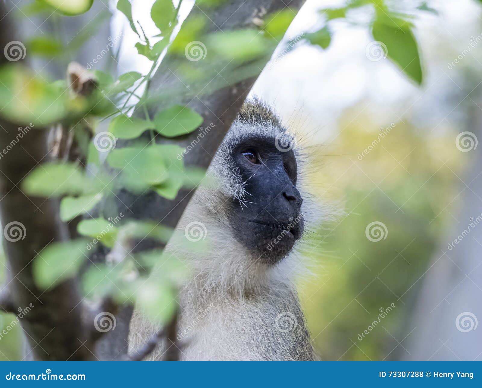 Savannah Monkey stock photo. Image of national, kenya - 73307288