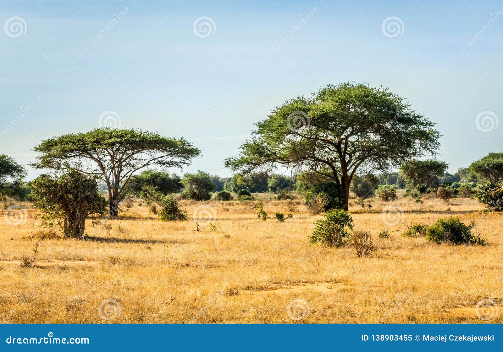 Savannah Plains Landscape in Kenya Stock Image - Image of savanna ...