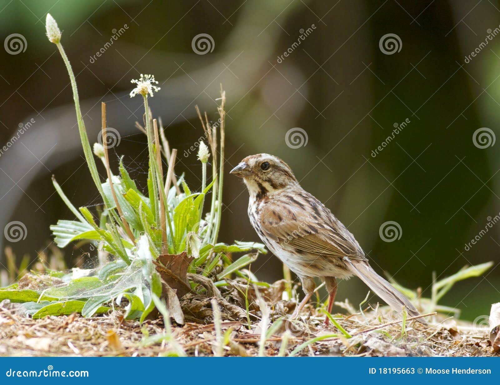 Savannah Sparrow stock image. Image of animal, zoology - 18195663