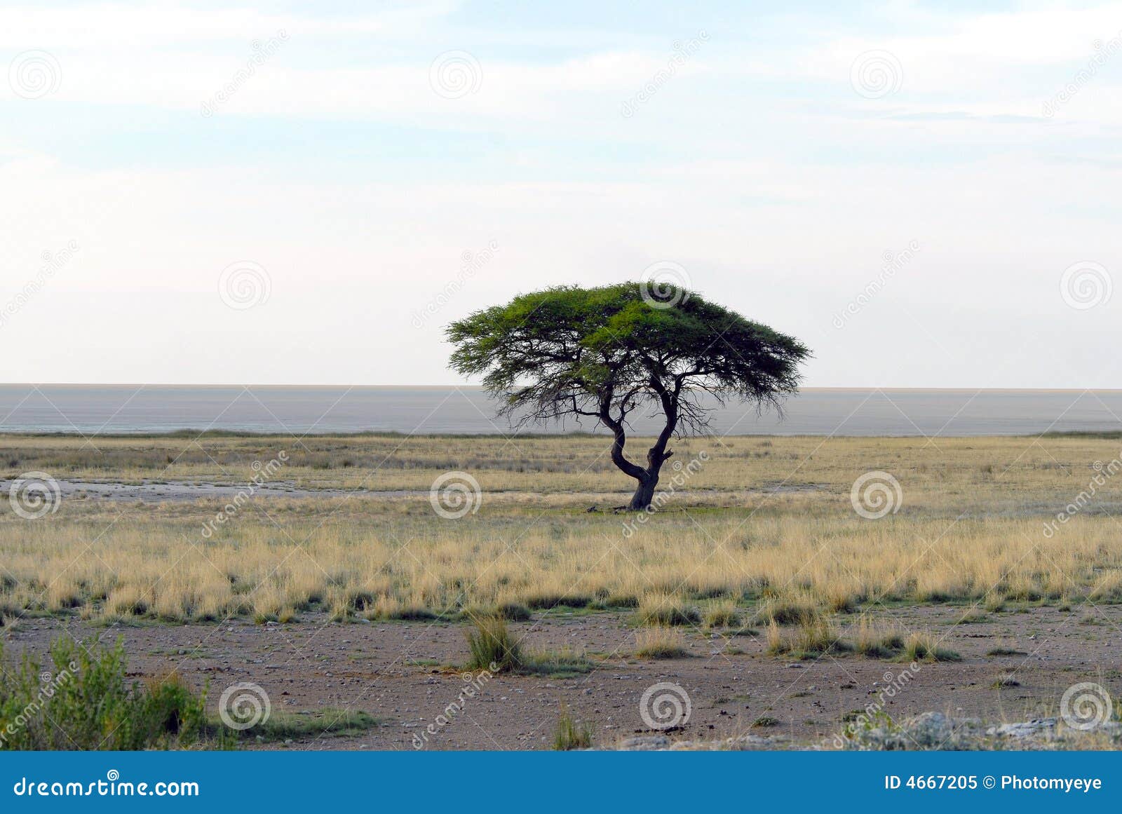 Savannah tree stock image. Image of plain, african, picturesque - 4667205
