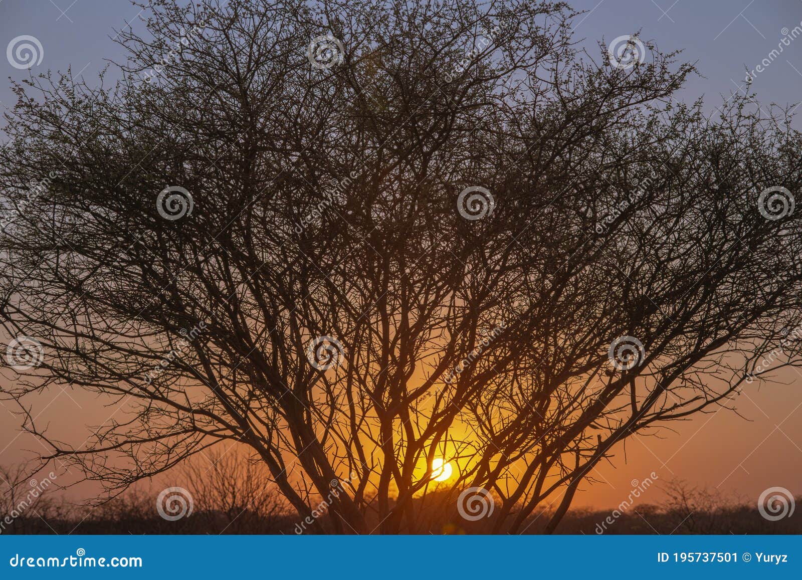 Savannah tree by sunset stock image. Image of season - 195737501