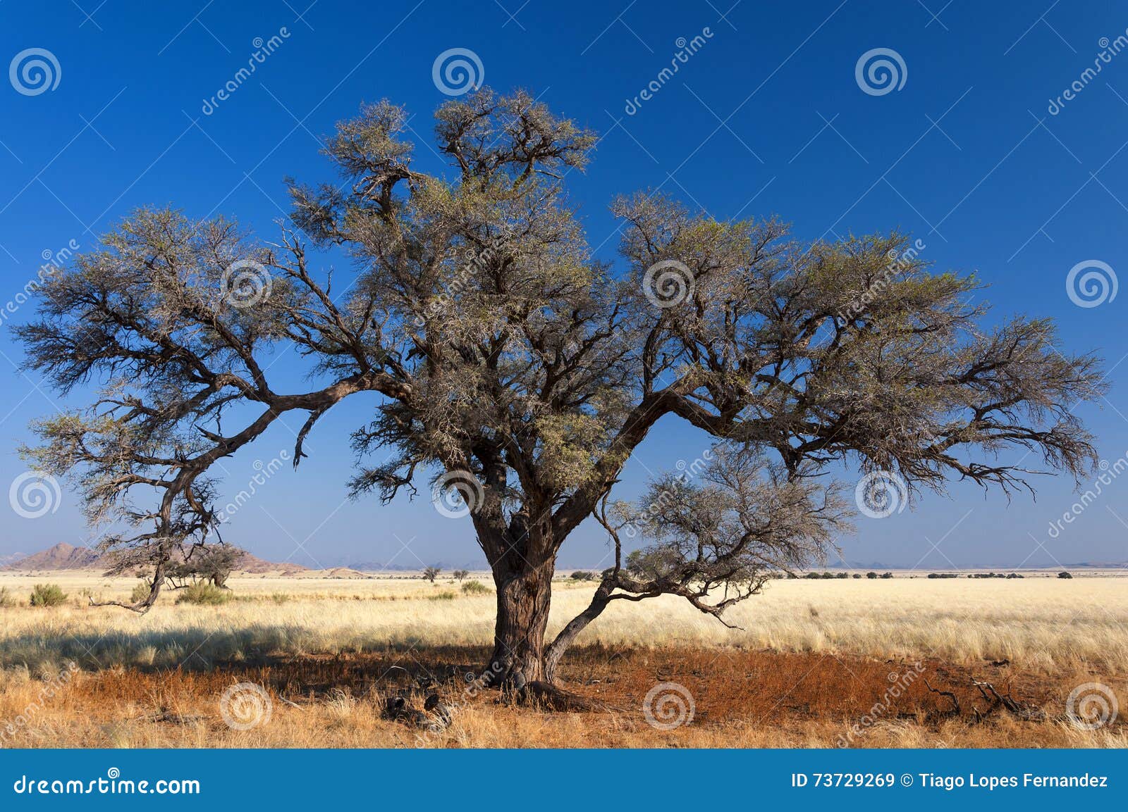 Savannah and Trees in Namibia, Africa Stock Image - Image of savannah ...