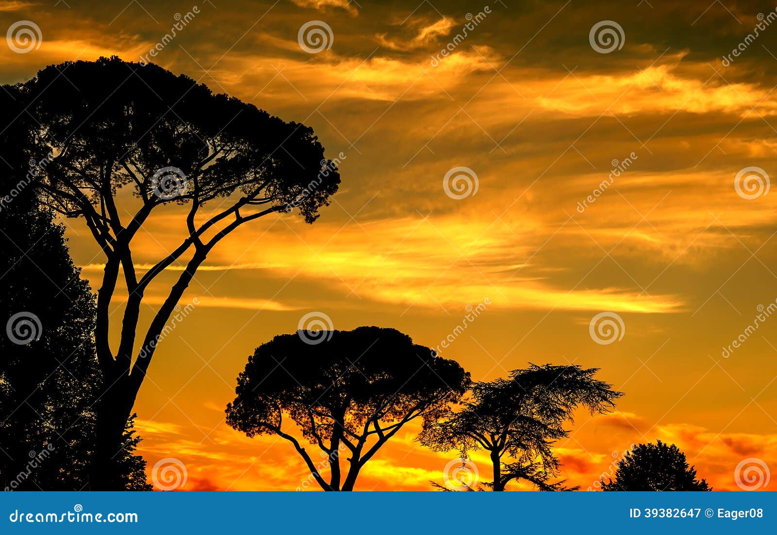 Savannah trees stock image. Image of sunset, national - 39382647