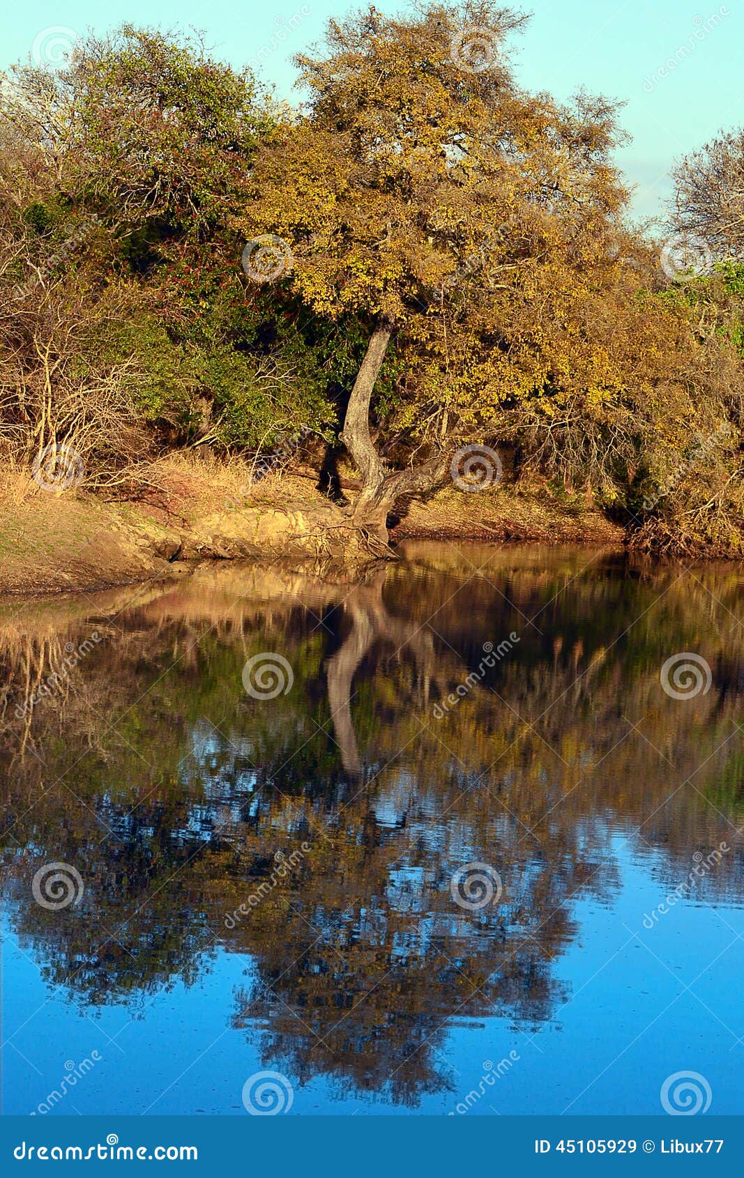 Savannah Trees Reflection Lake Stock Image - Image of vegetation ...