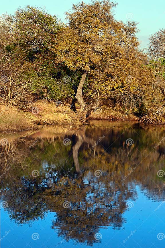 Savannah Trees Reflection Lake Stock Image - Image of vegetation ...