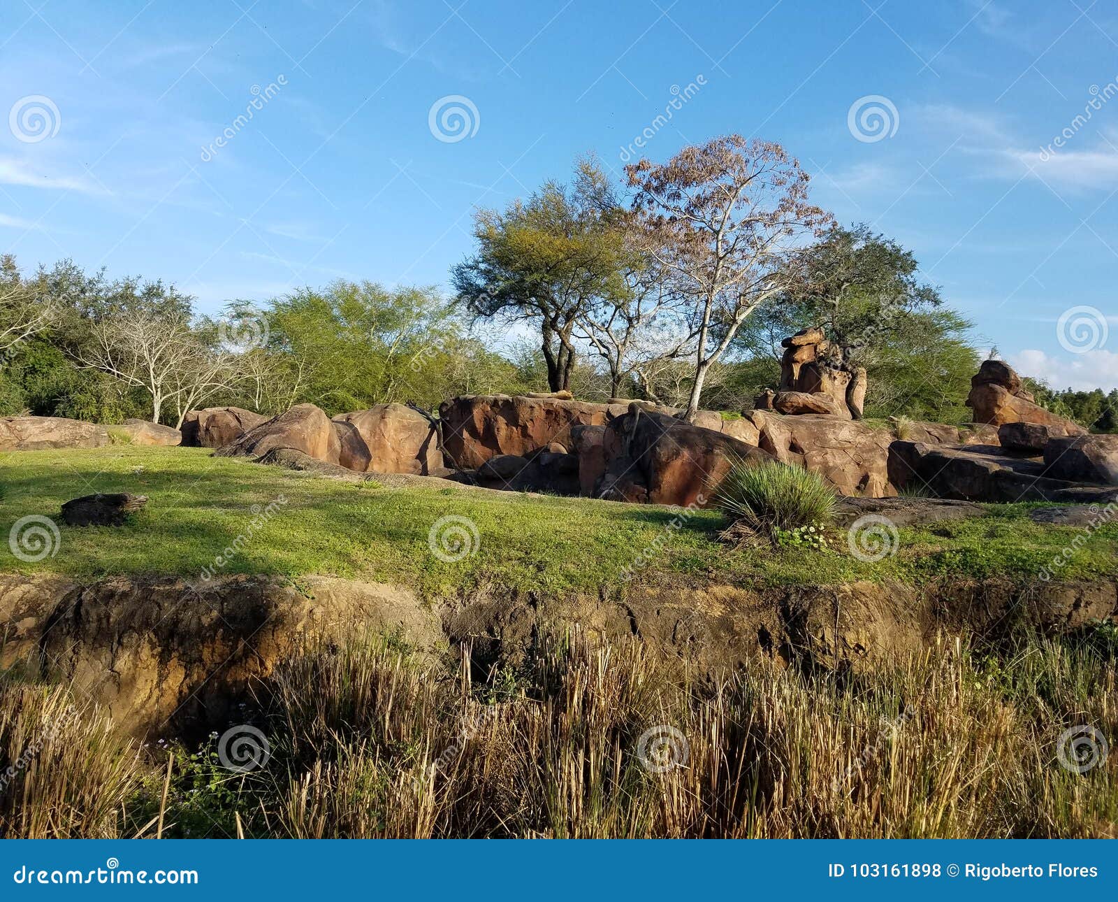 Savanne stock foto. Image of savanne, buiten, tafereel - 103161898