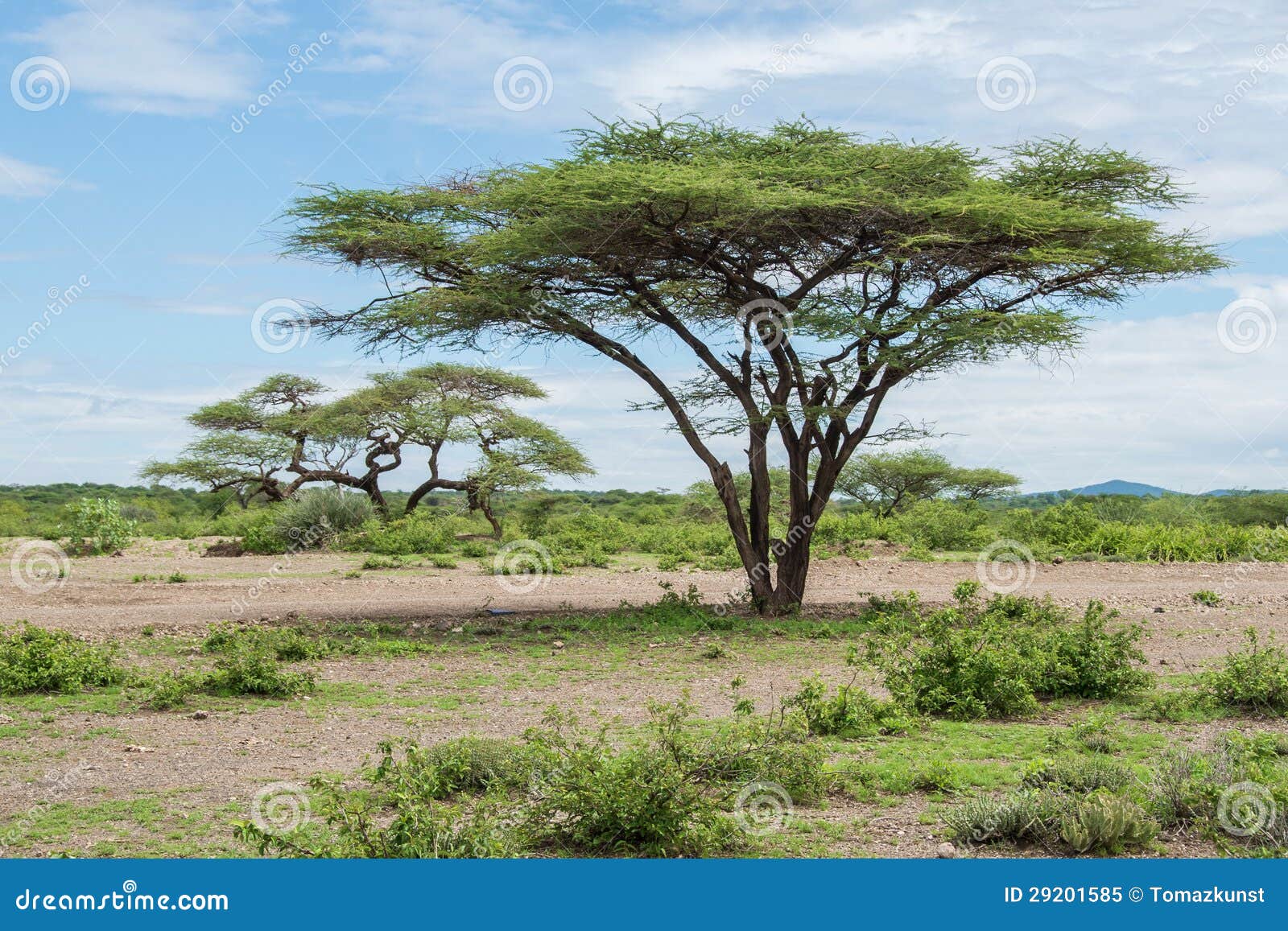 Savanne stockbild. Bild von nave, afrika, akazie, wildnis - 29201585