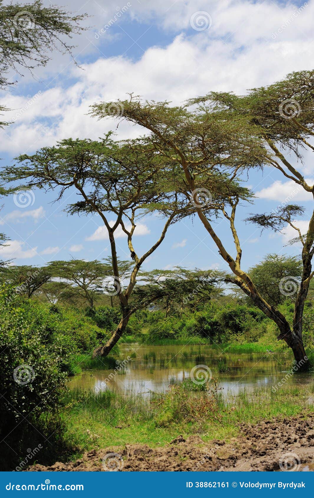 Savanne stockbild. Bild von akazie, afrikanisch, nave - 38862161