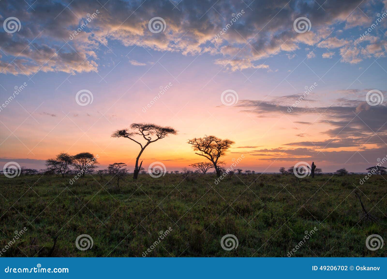 Savanne stockfoto. Bild von sommer, horizontal, gras - 49206702