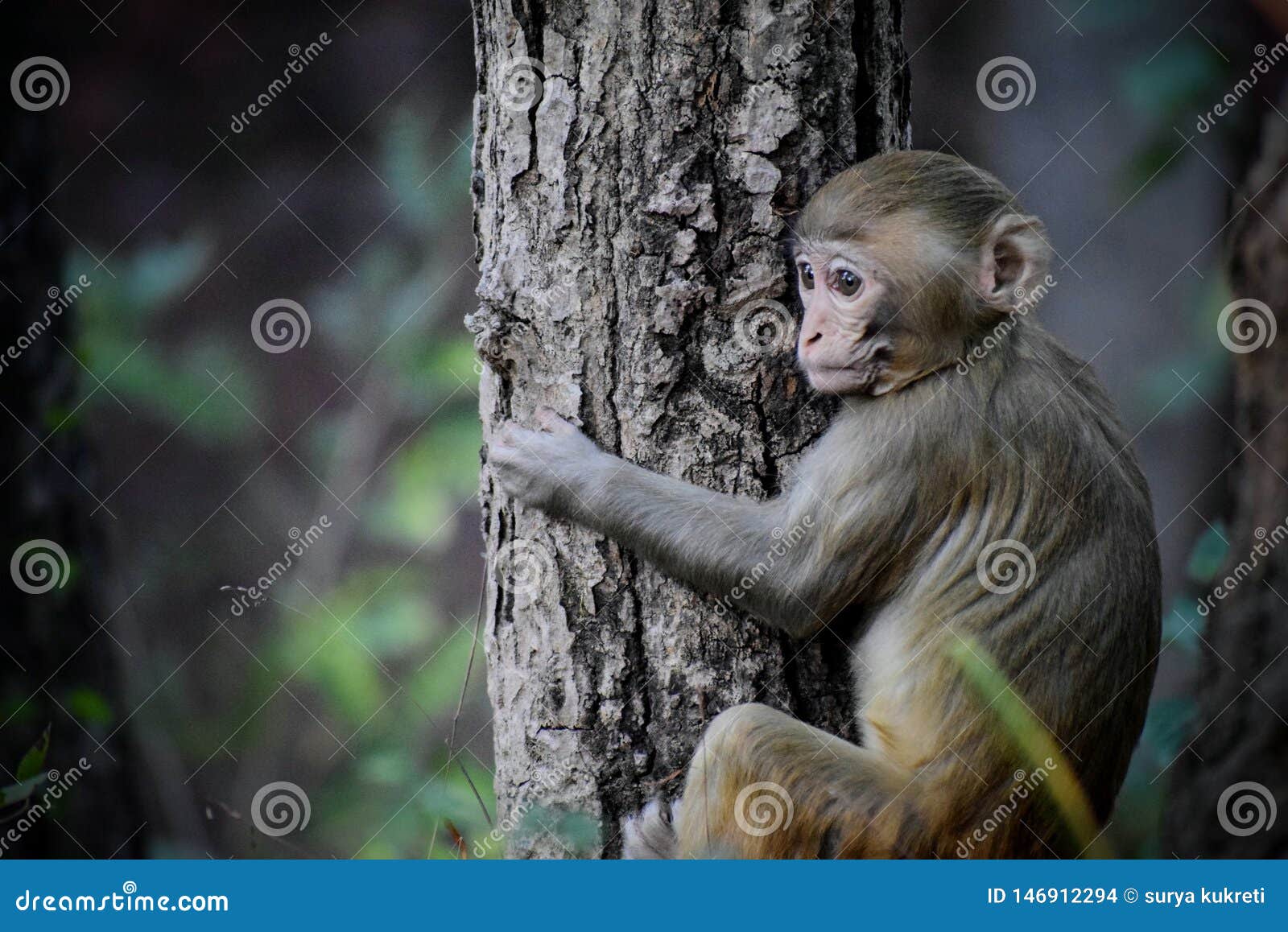 Save ðŸŒ² stock photo. Image of wildlife, animal, monkey - 146912294