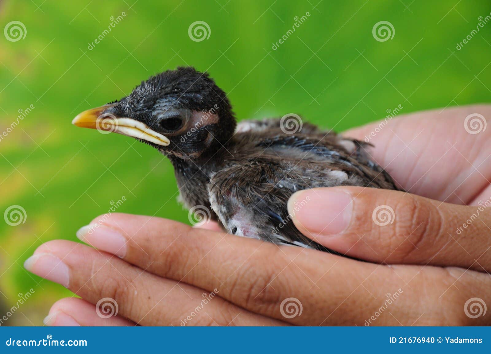 Save animal life on hand stock photo. Image of health - 21676940