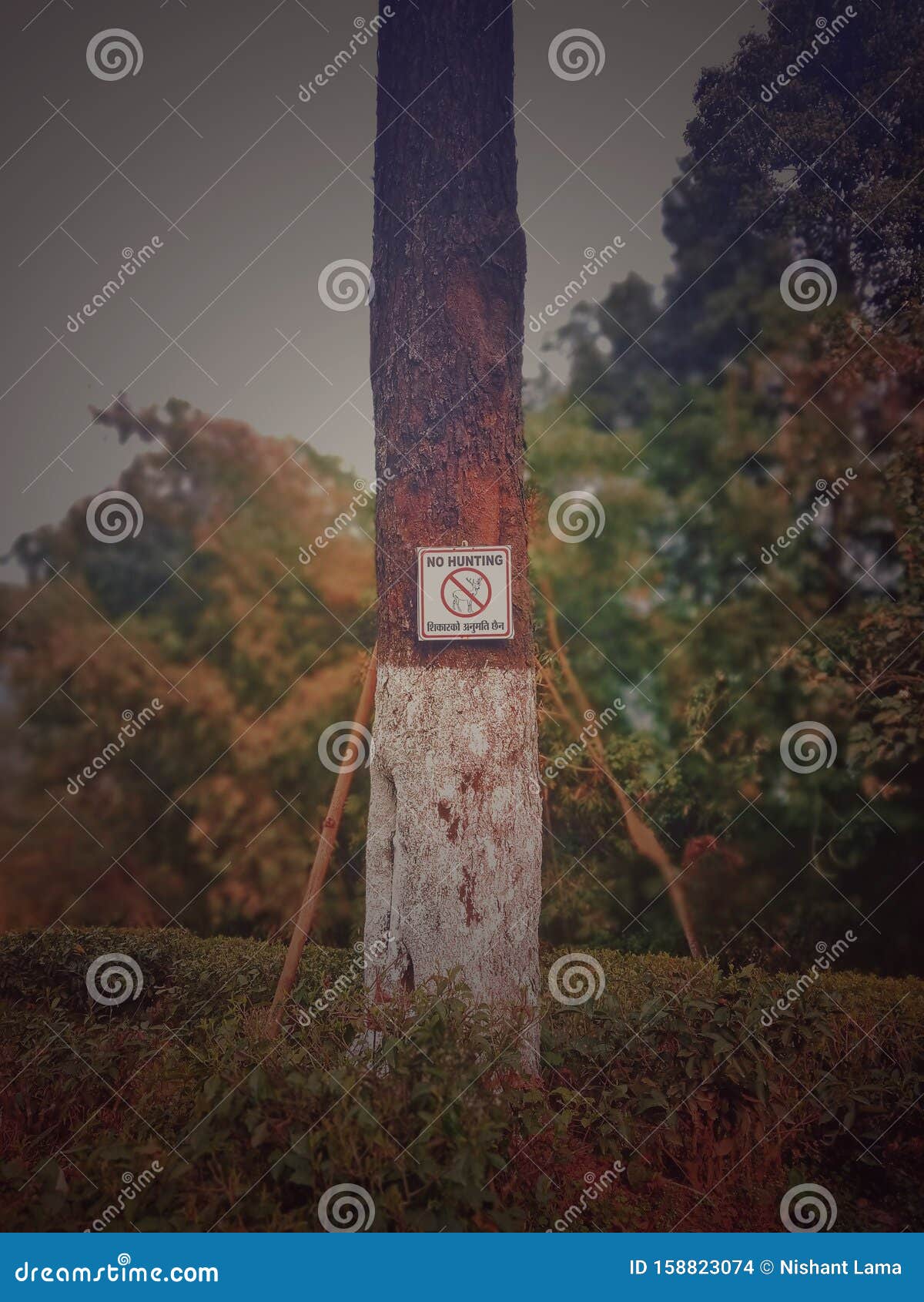 Save animals stock photo. Image of animallover, hunting - 158823074