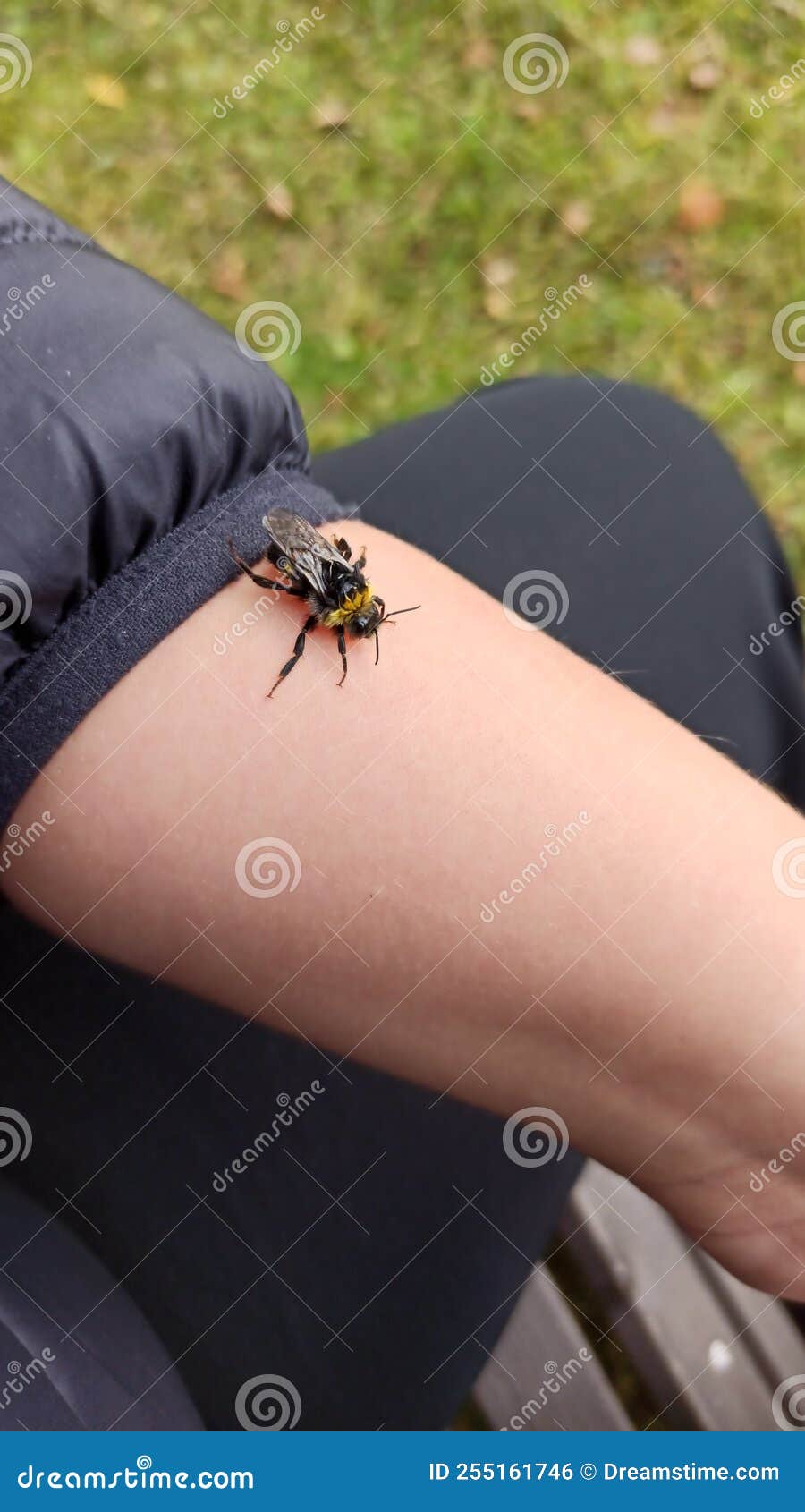 Save the bees stock photo. Image of save, cute, friend - 255161746