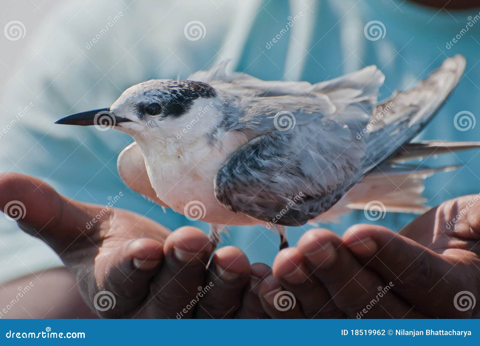 Save Bird Save Environment Stock Images - Download 256 Royalty Free Photos