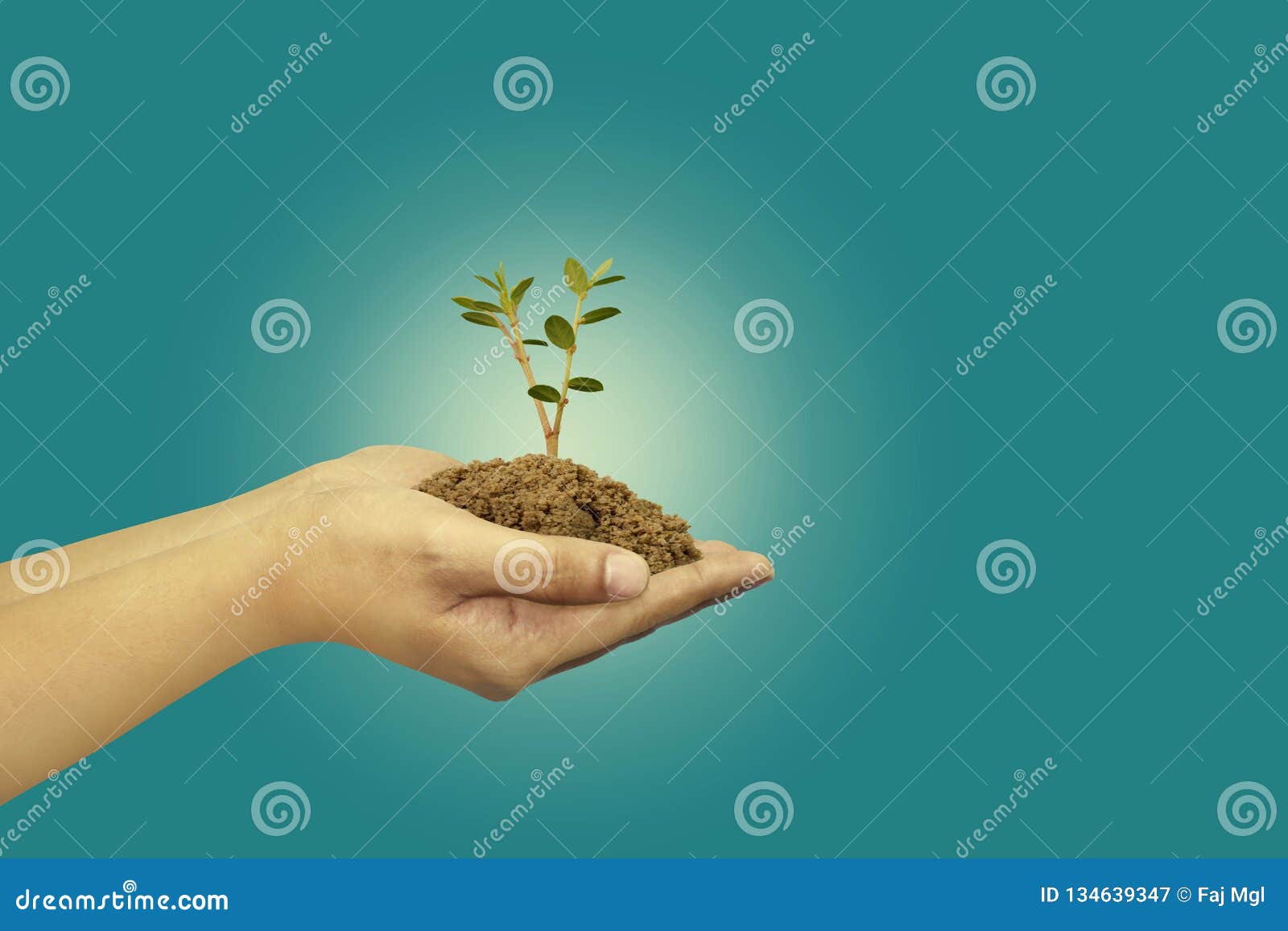 Save the Earth, Tree Seeds in Hand Stock Image - Image of tree, save ...
