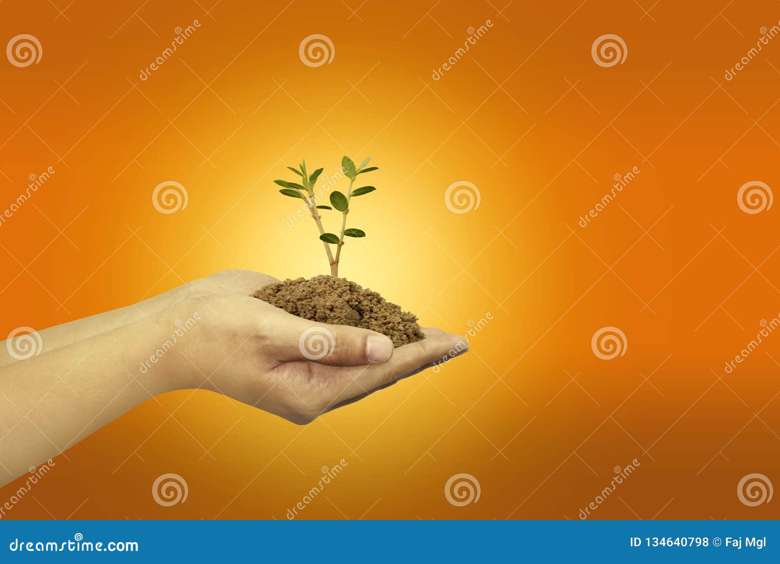 Save the Earth, Tree Seeds in Hand Stock Photo - Image of forest ...
