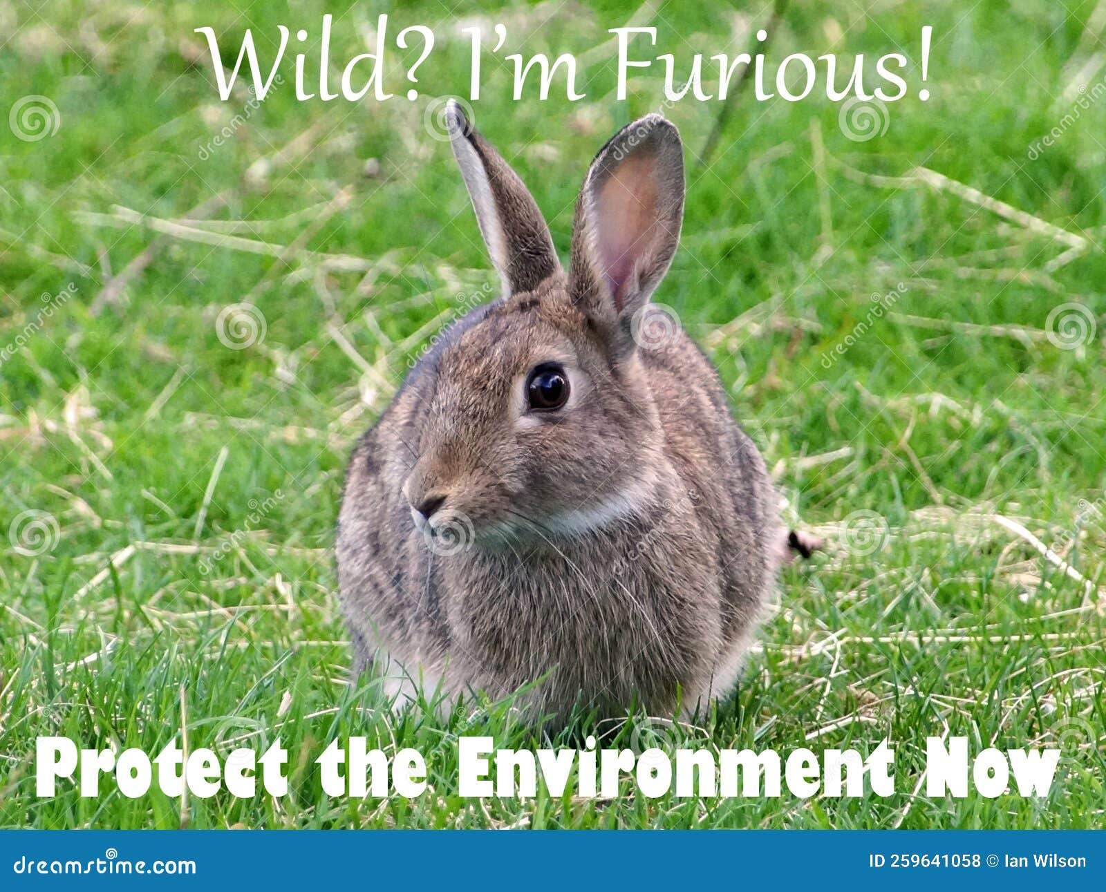 Save the Environment Message - Wild Rabbit Stock Photo - Image of ...