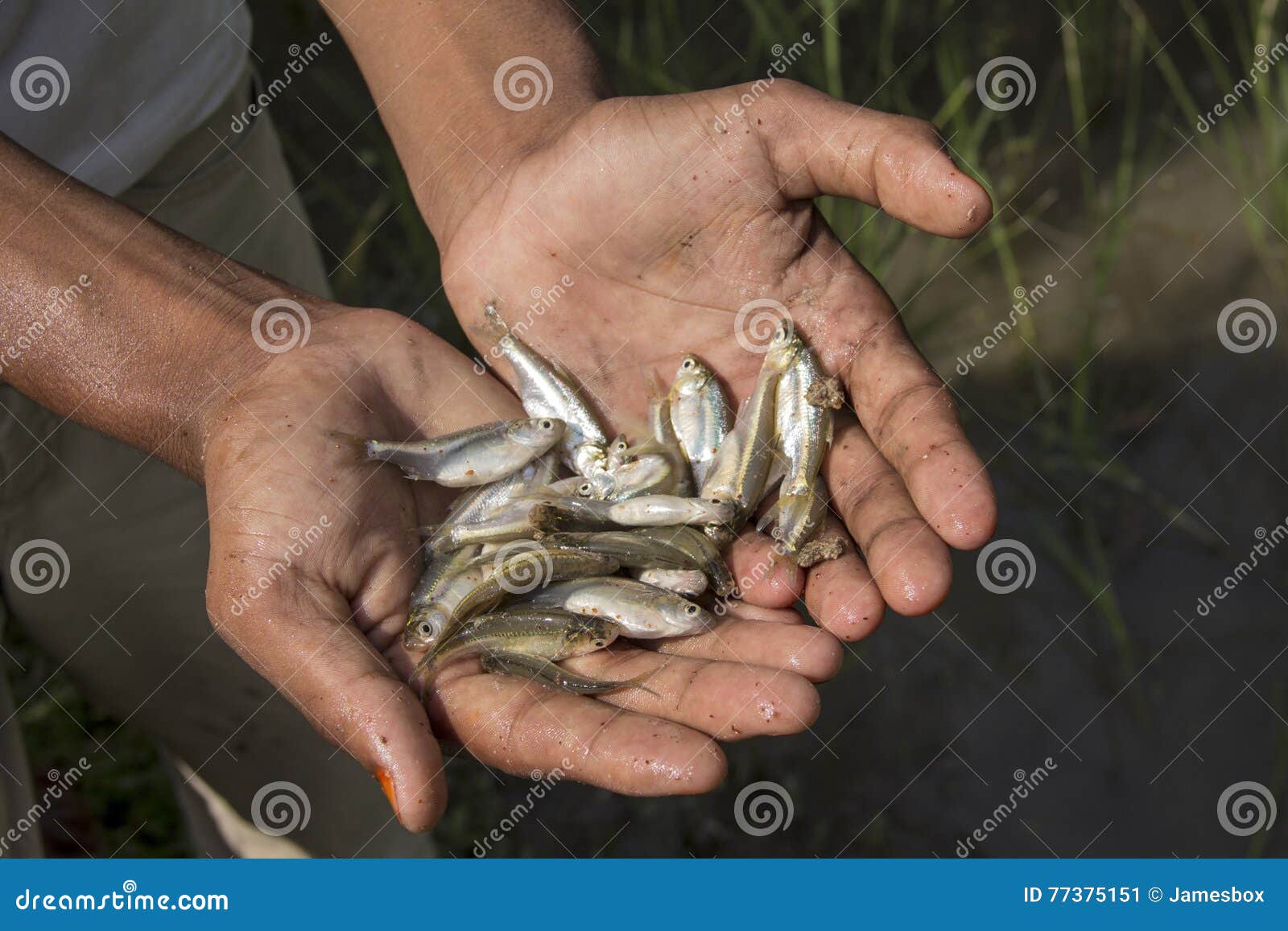 Save fish in our hands stock image. Image of food, fresh - 77375151