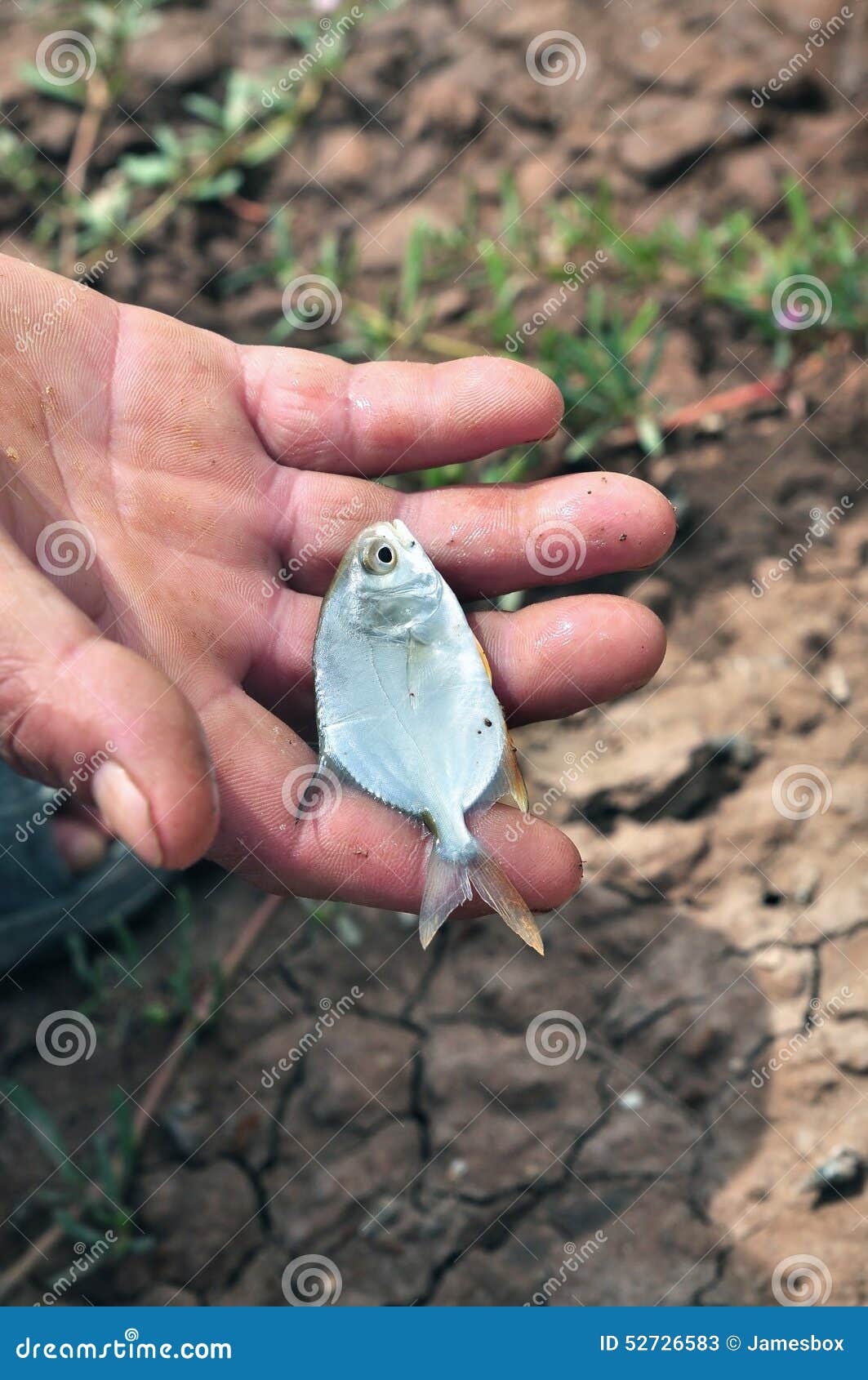 Save the fish stock image. Image of fishermen, vietnam - 52726583