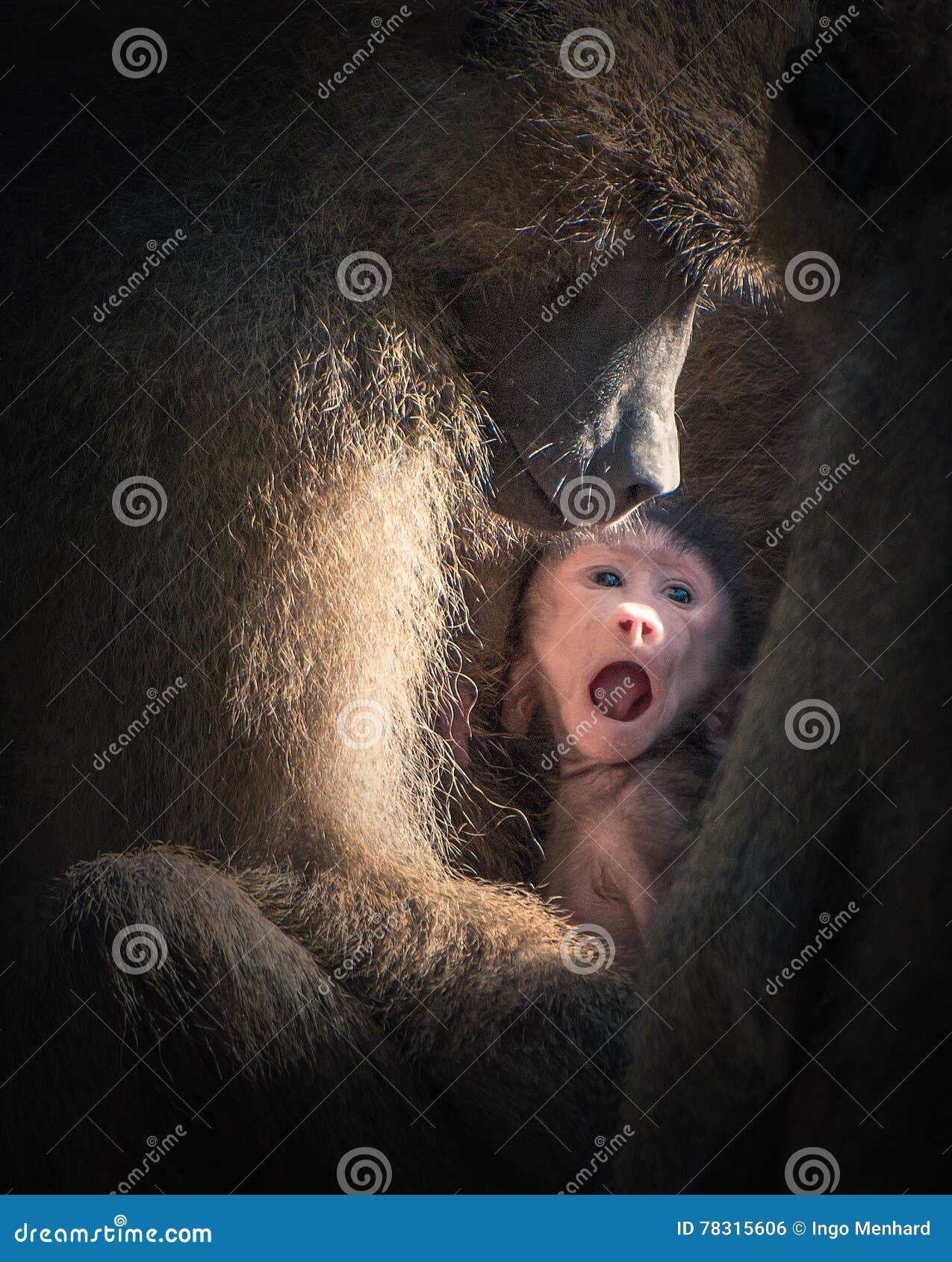 Save monkey baby stock photo. Image of save, sheltered - 78315606