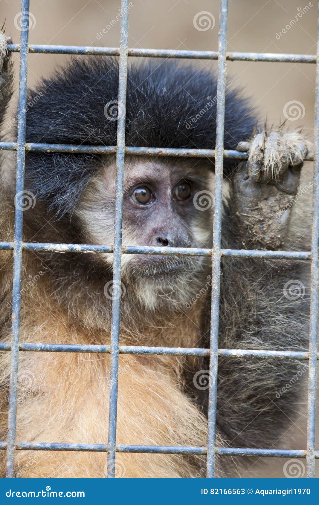 Save the monkey stock image. Image of exhibit, mammals - 82166563