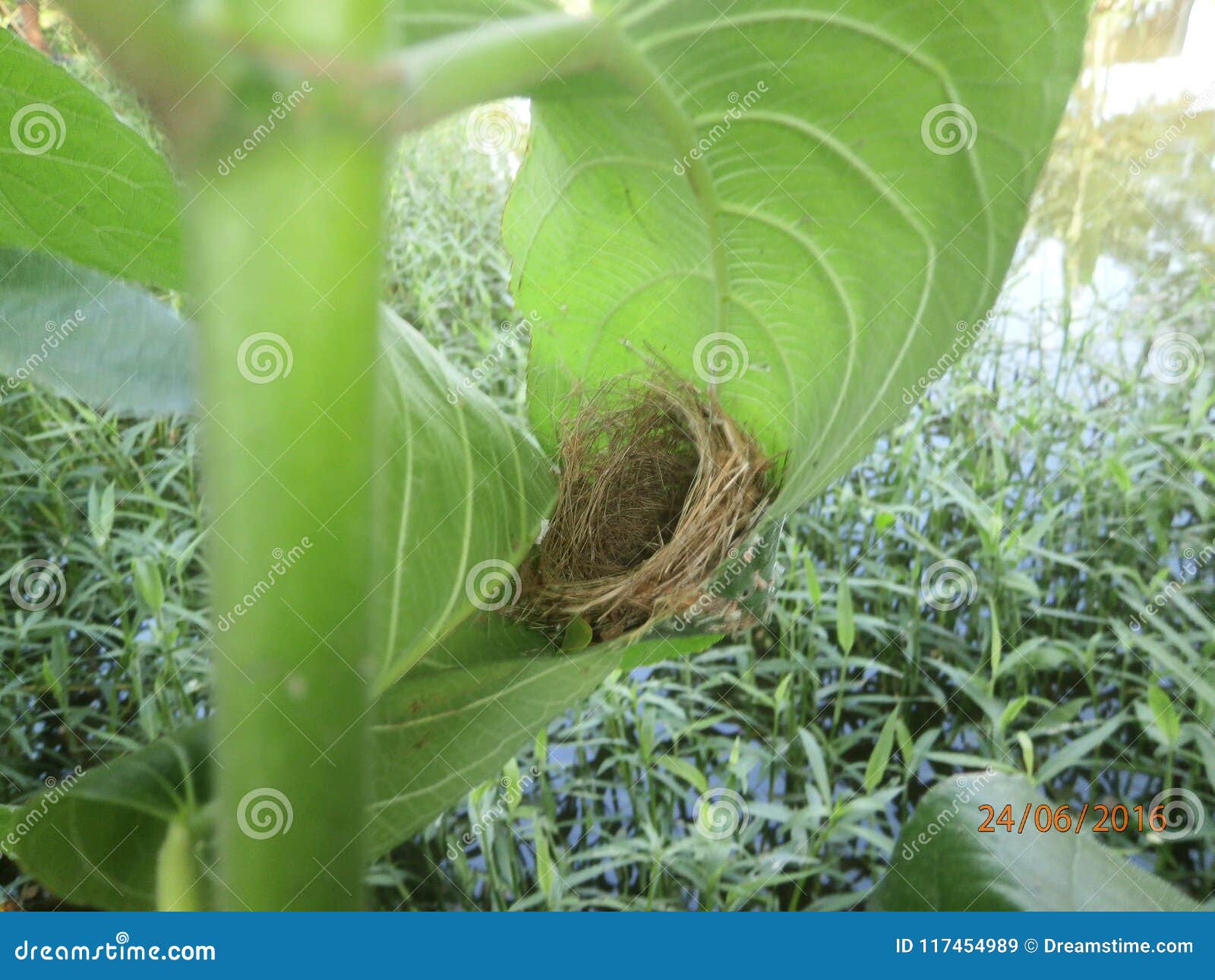 Save nest bird stock image. Image of nest, ripon, bird - 117454989