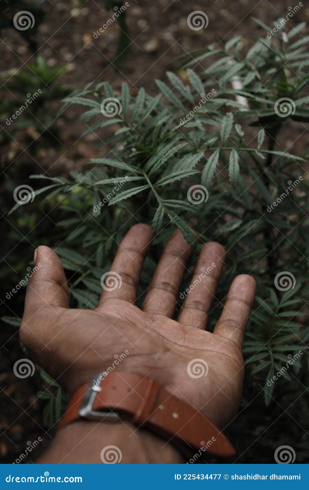 Save plants go green stock image. Image of save, green - 225434477