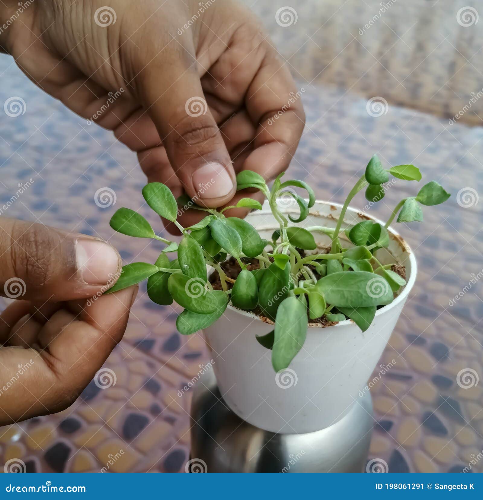 Save Plants - Protect Plants and Conserve Them Stock Image - Image of ...