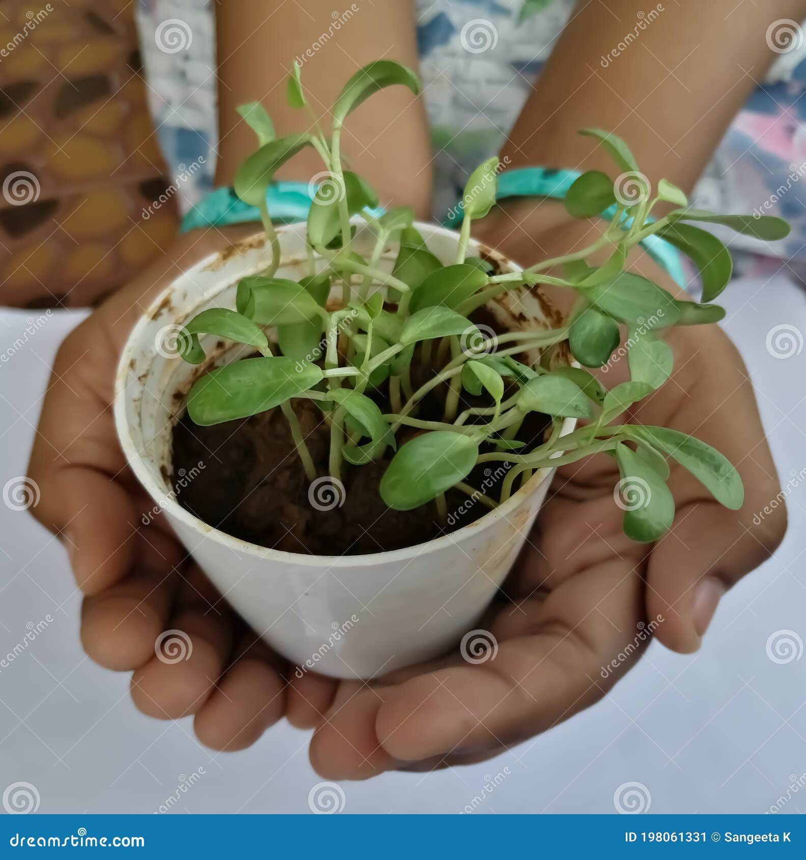 Save Plants - Protect Plants and Conserve Them Stock Image - Image of ...