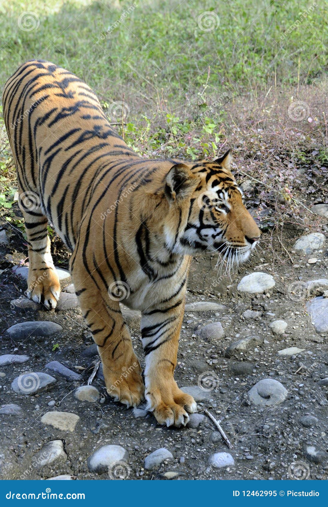 Save tiger project stock image. Image of texture, spots - 12462995