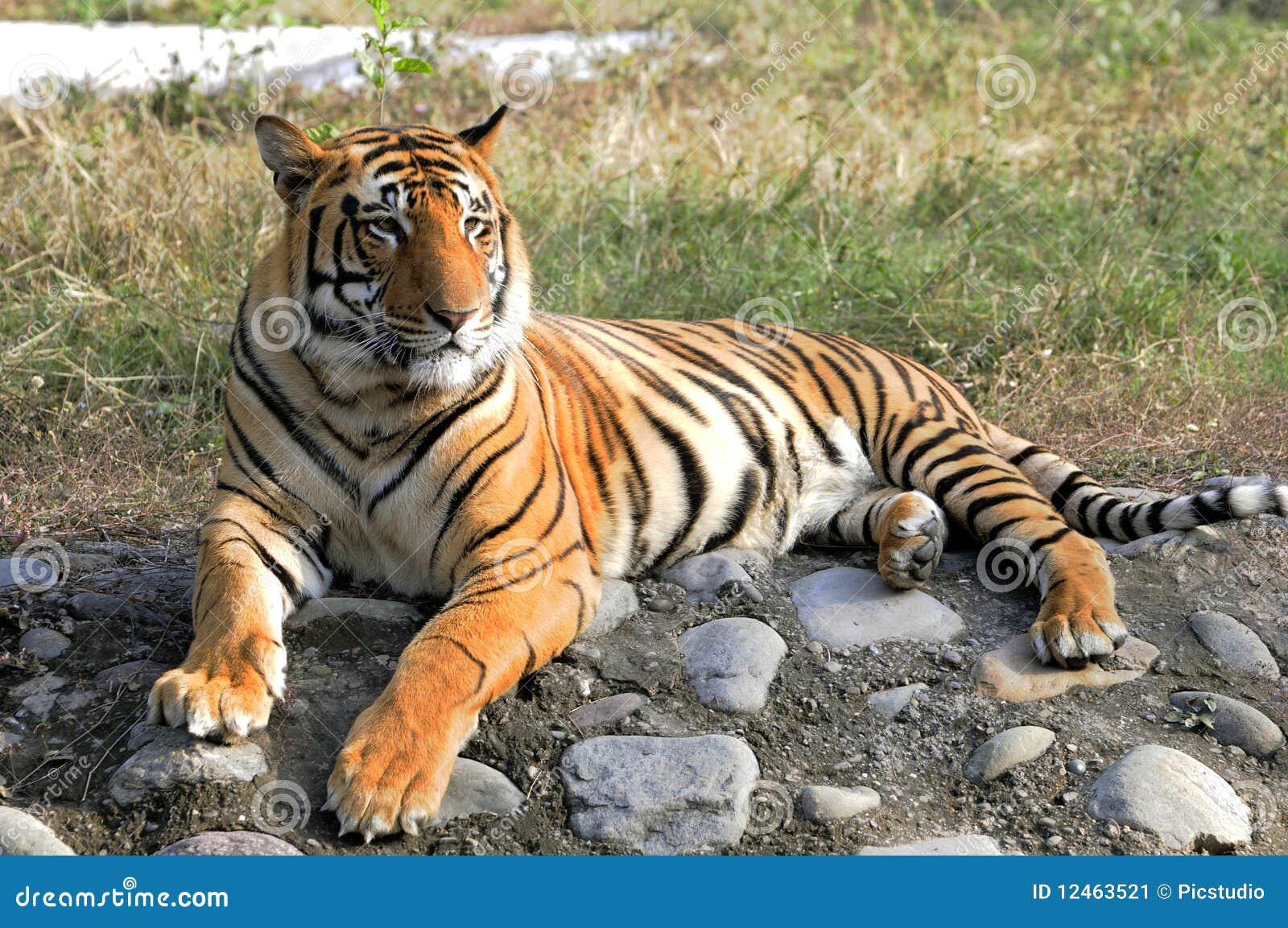 Save tiger project stock image. Image of forest, texture - 12463521