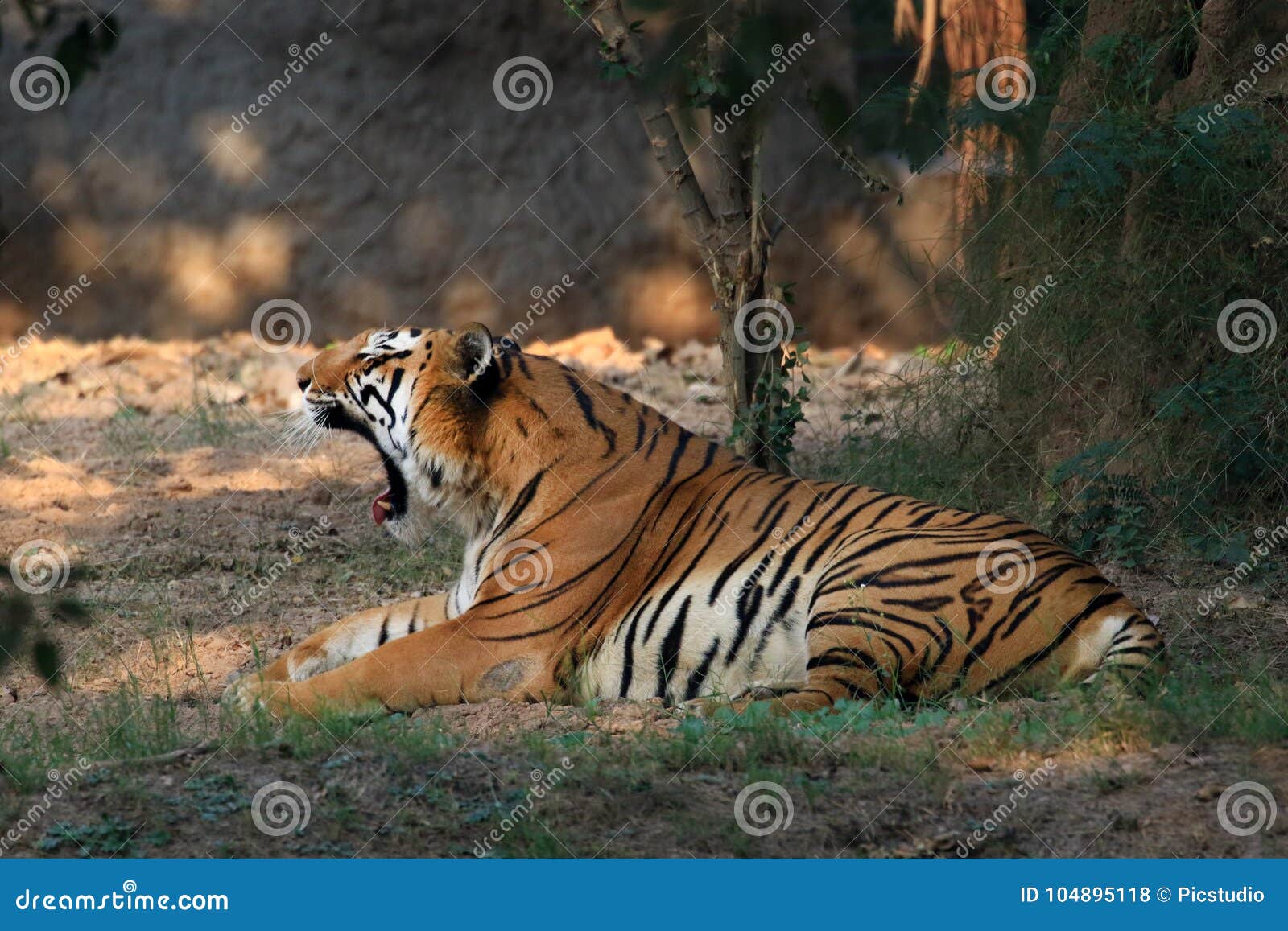 Save tiger project stock photo. Image of tiger, cats - 104895118