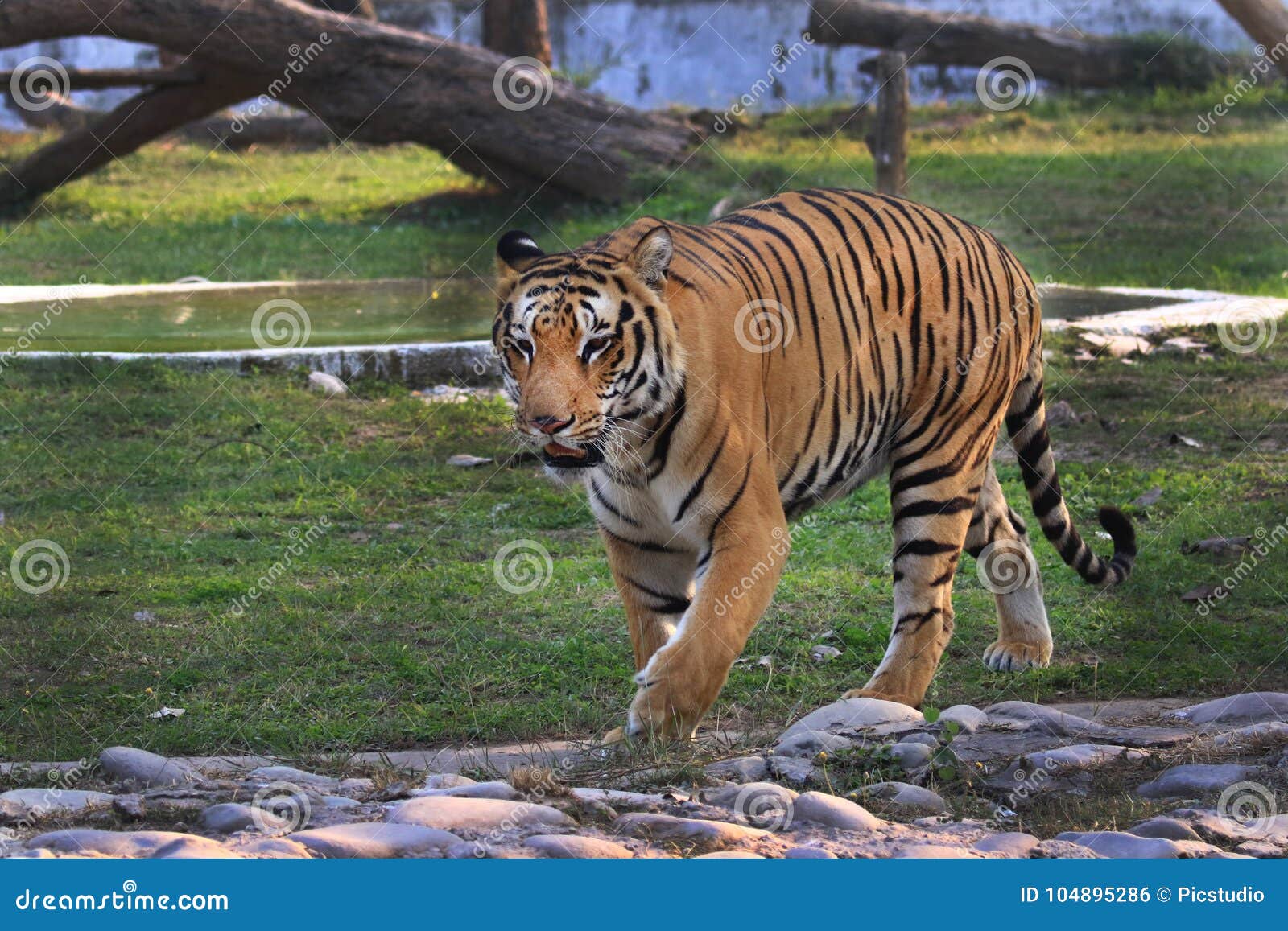 Save tiger project stock photo. Image of animal, wild - 104895286