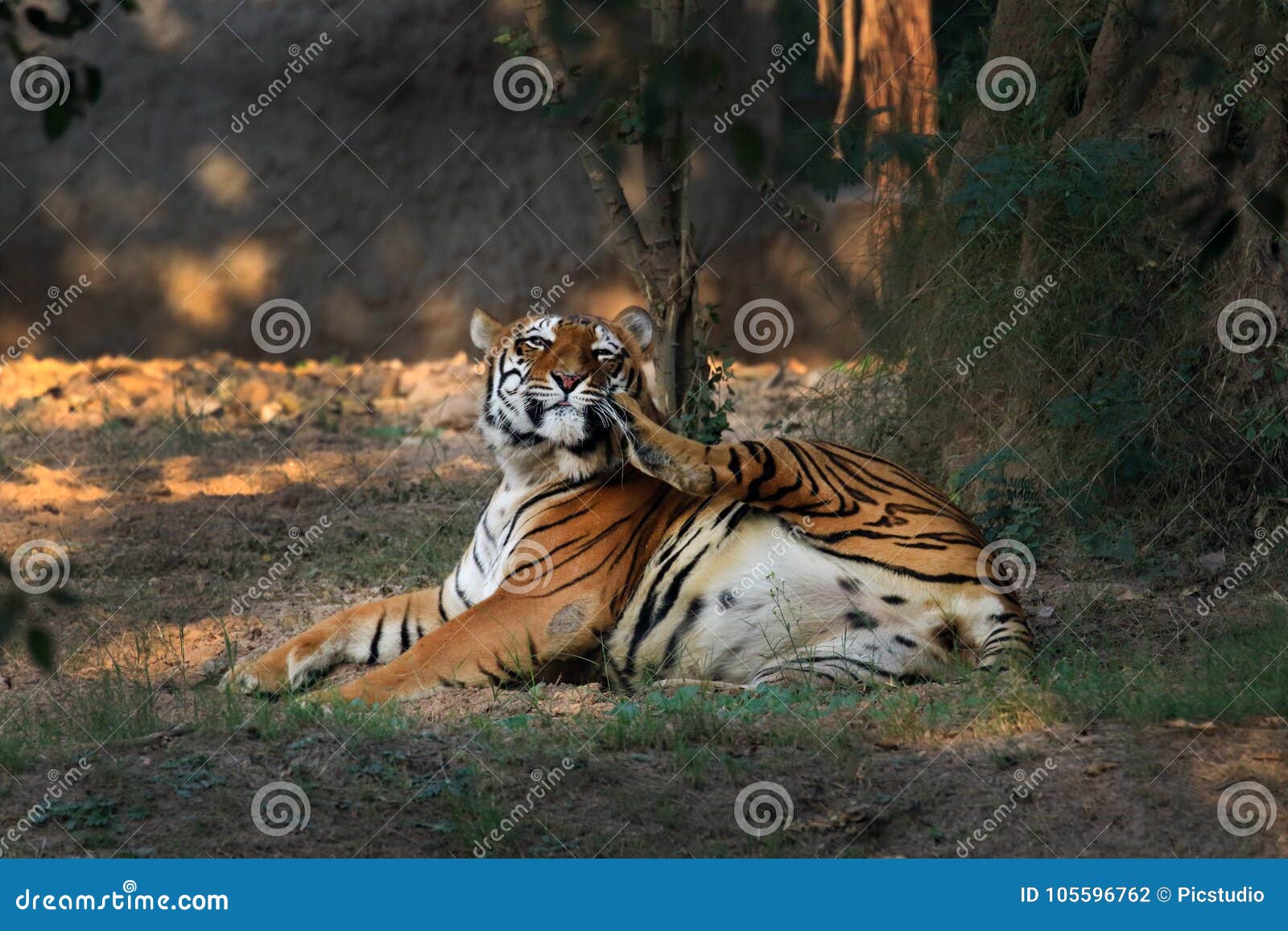 Save tiger project stock photo. Image of tigers, jungle - 105596762