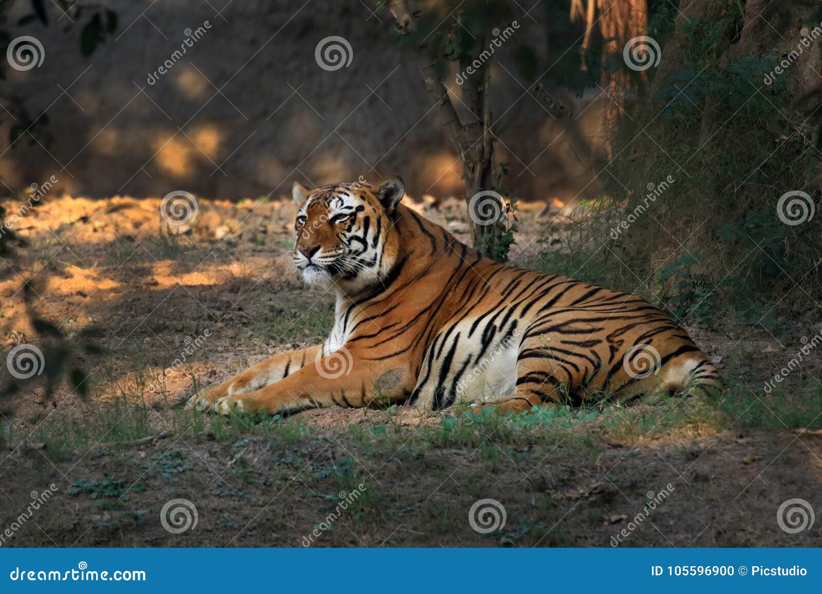 Save tiger project stock photo. Image of jungle, forest - 105596900