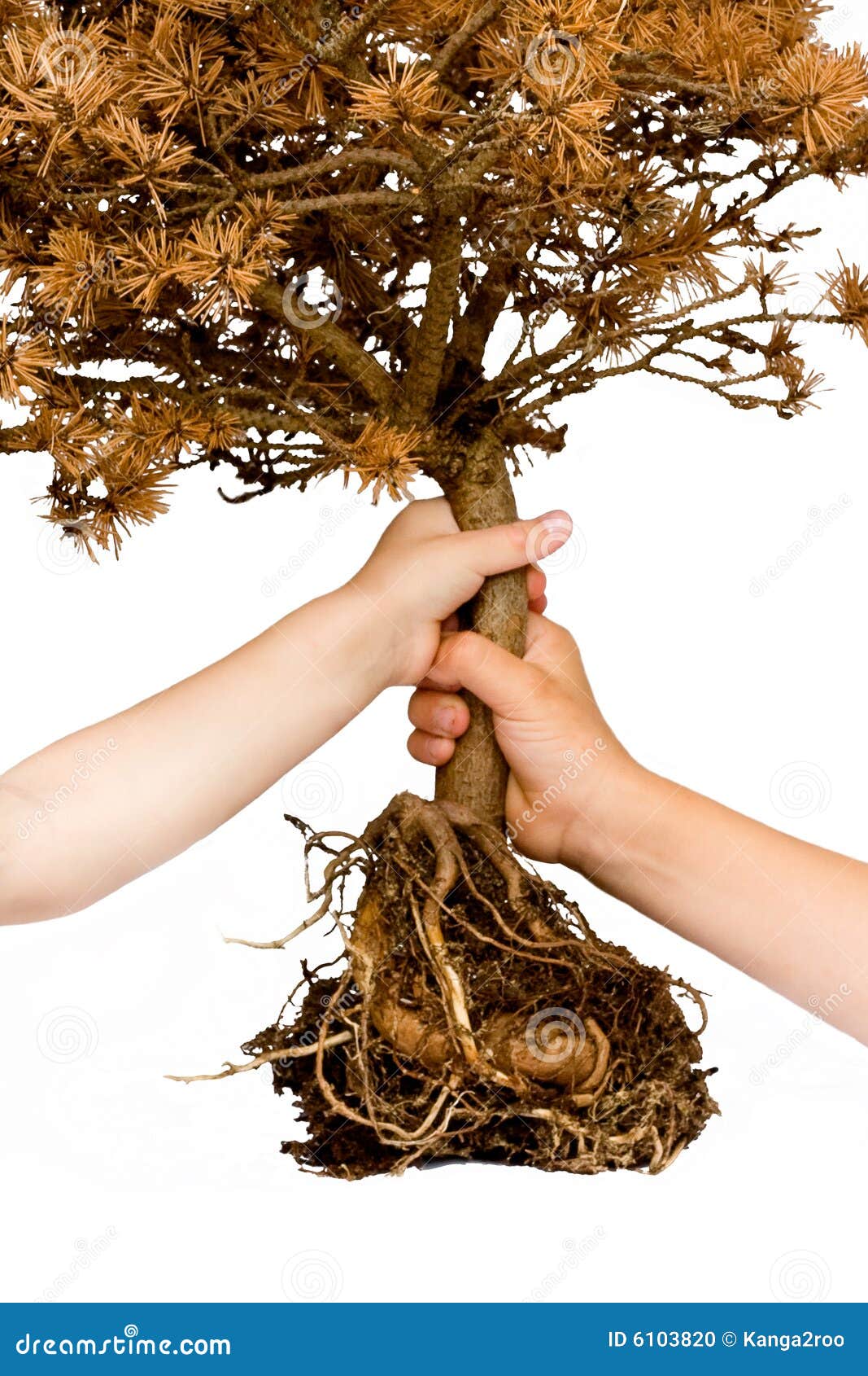 Save the tree ! stock photo. Image of hand, brown, save - 6103820