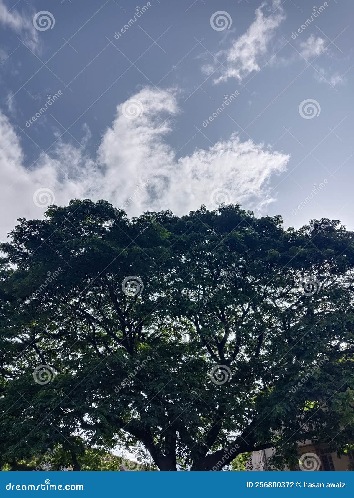 Save Tree Save Earth Blue Sky Stock Photo - Image of blue, tree: 256800372