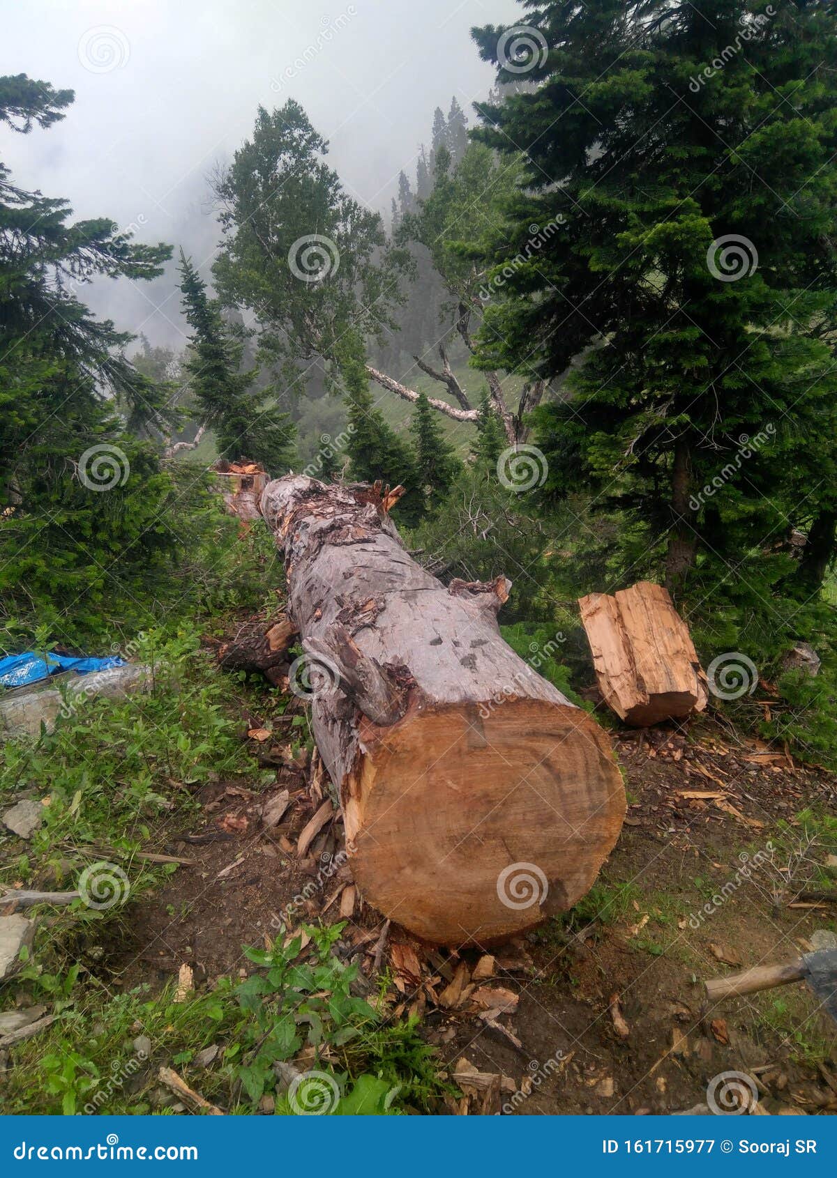 Save tree save environment stock image. Image of forest - 161715977